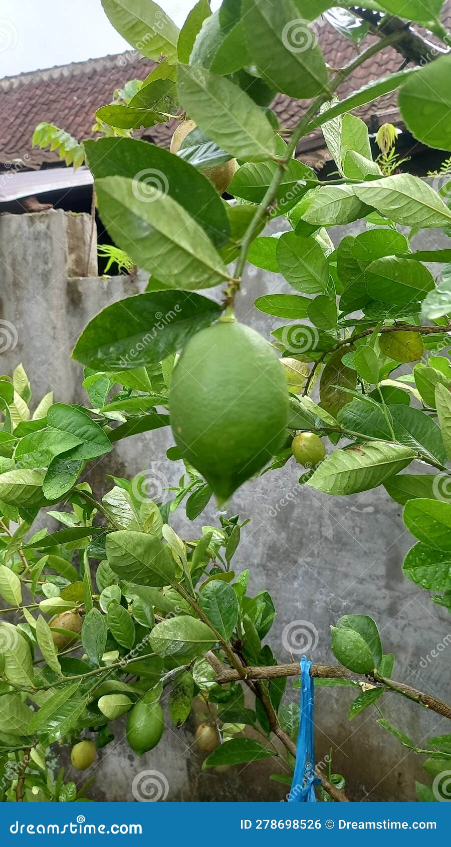Plant lemon tree stock photo. Image of plant, fruits - 278698526