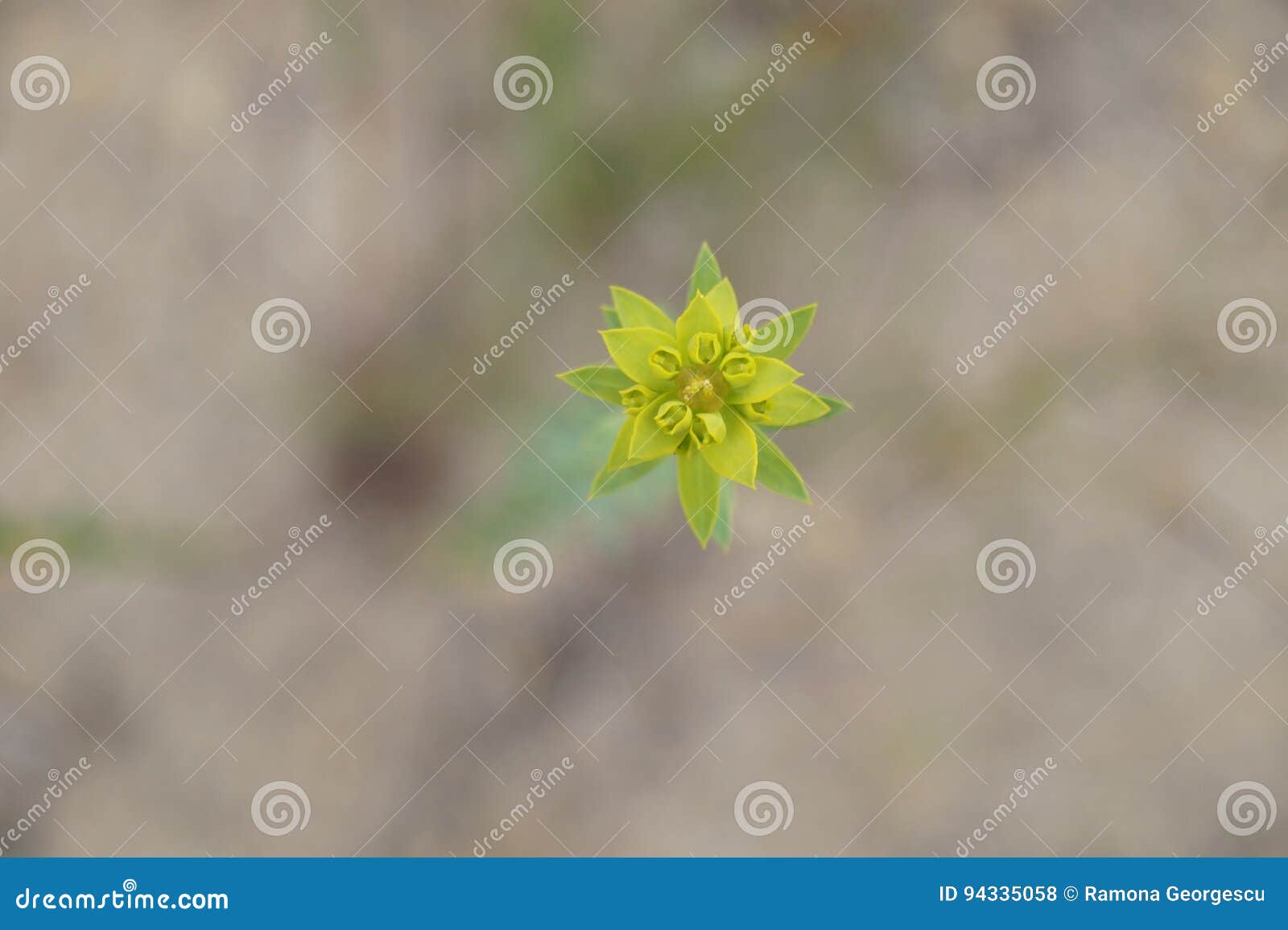 The Plant from the Letea Forest, Tulcea, Romania Stock Photo - Image of ...