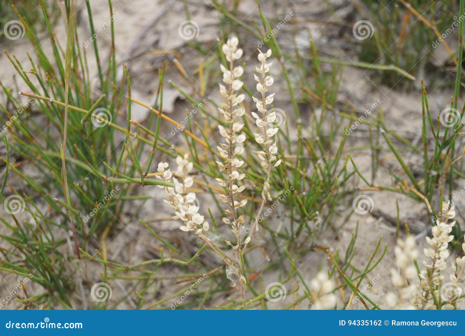 The Plant from the Letea Forest, Tulcea, Romania Stock Photo - Image of ...