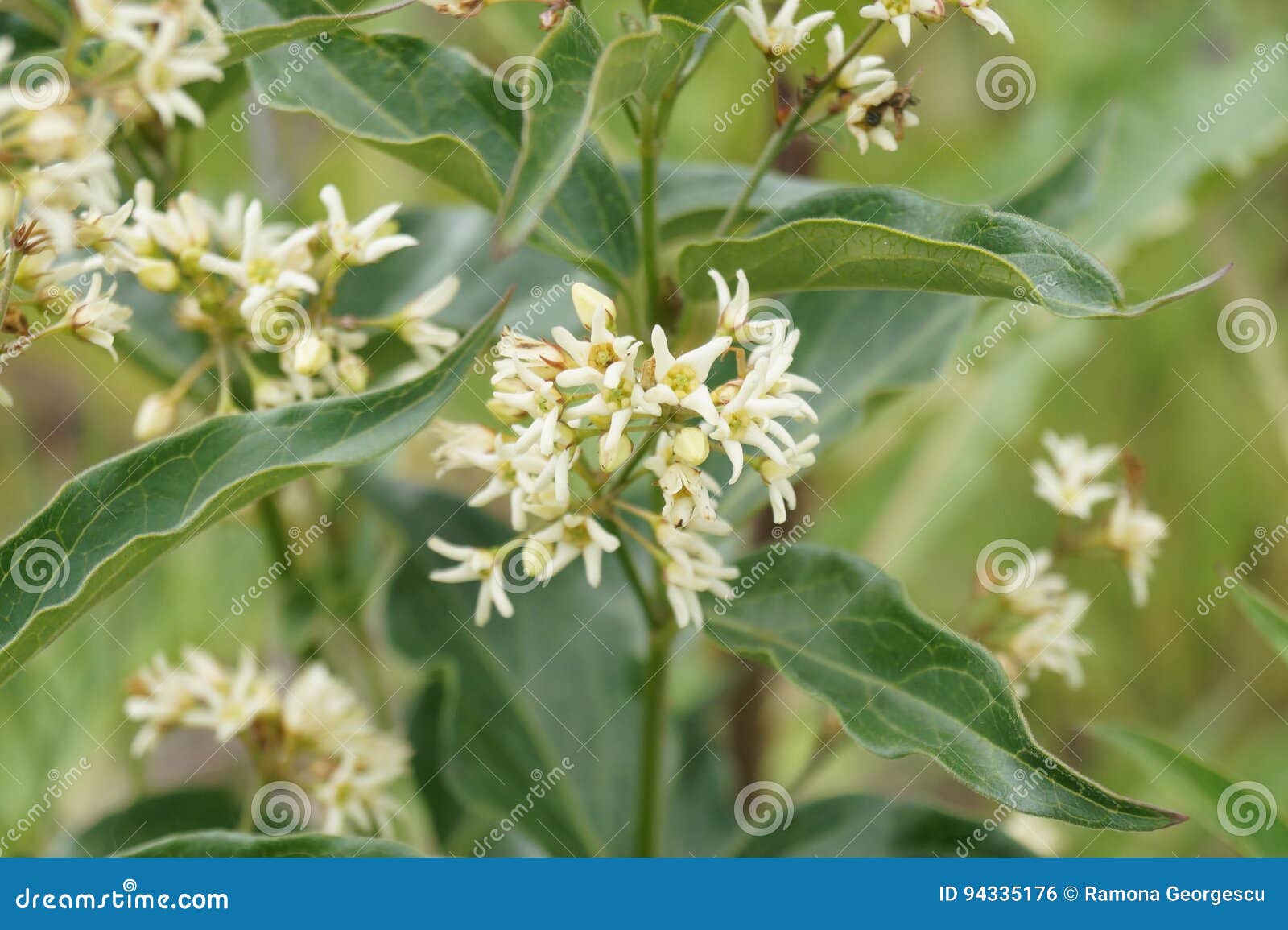 The Plant from the Letea Forest, Tulcea, Romania Stock Photo - Image of ...
