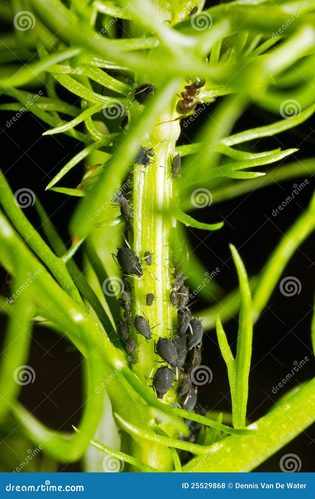 Plant lice, Aphids stock photo. Image of green, animal - 25529868