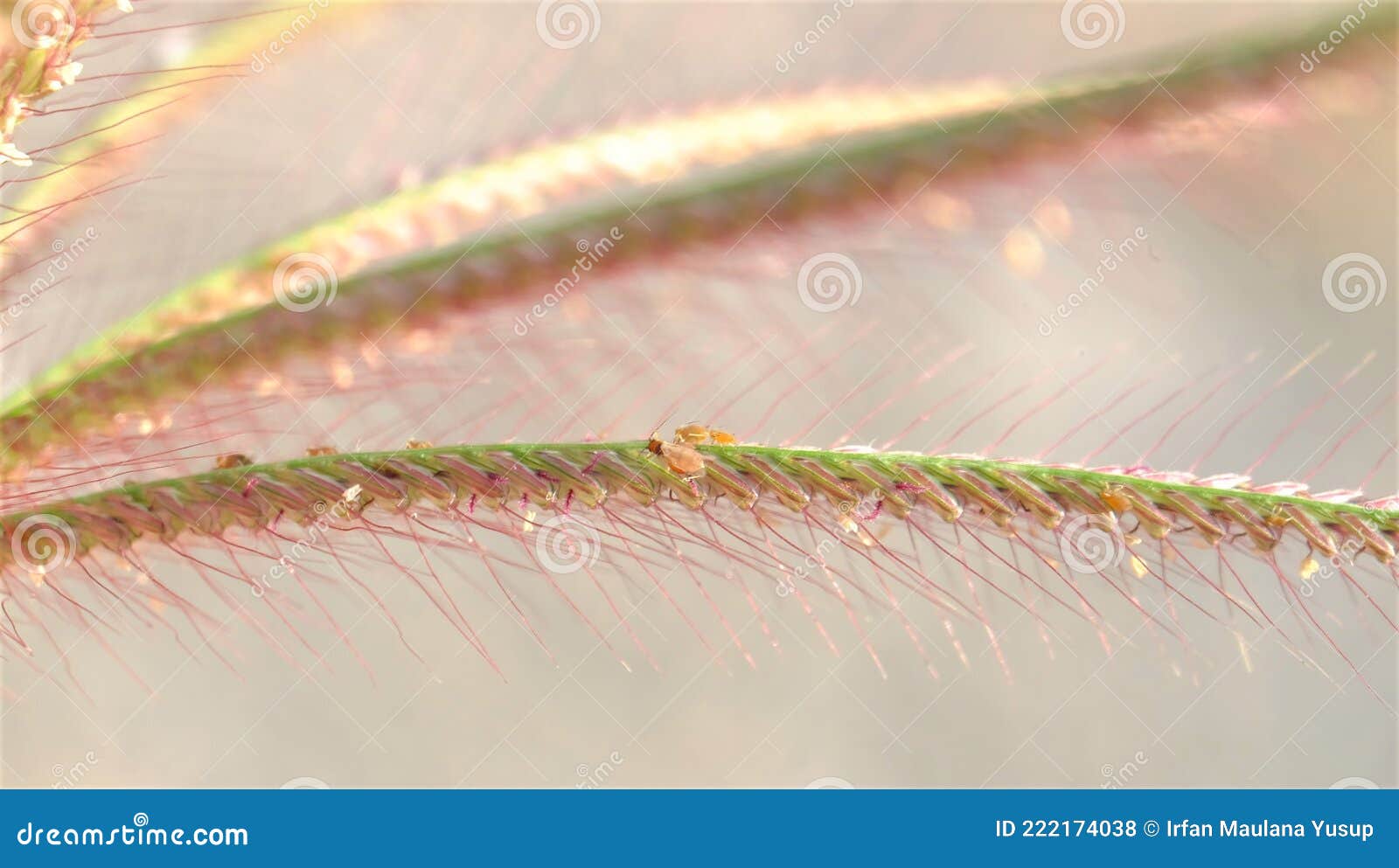 Plant lice on flower stock photo. Image of pink, lice - 222174038