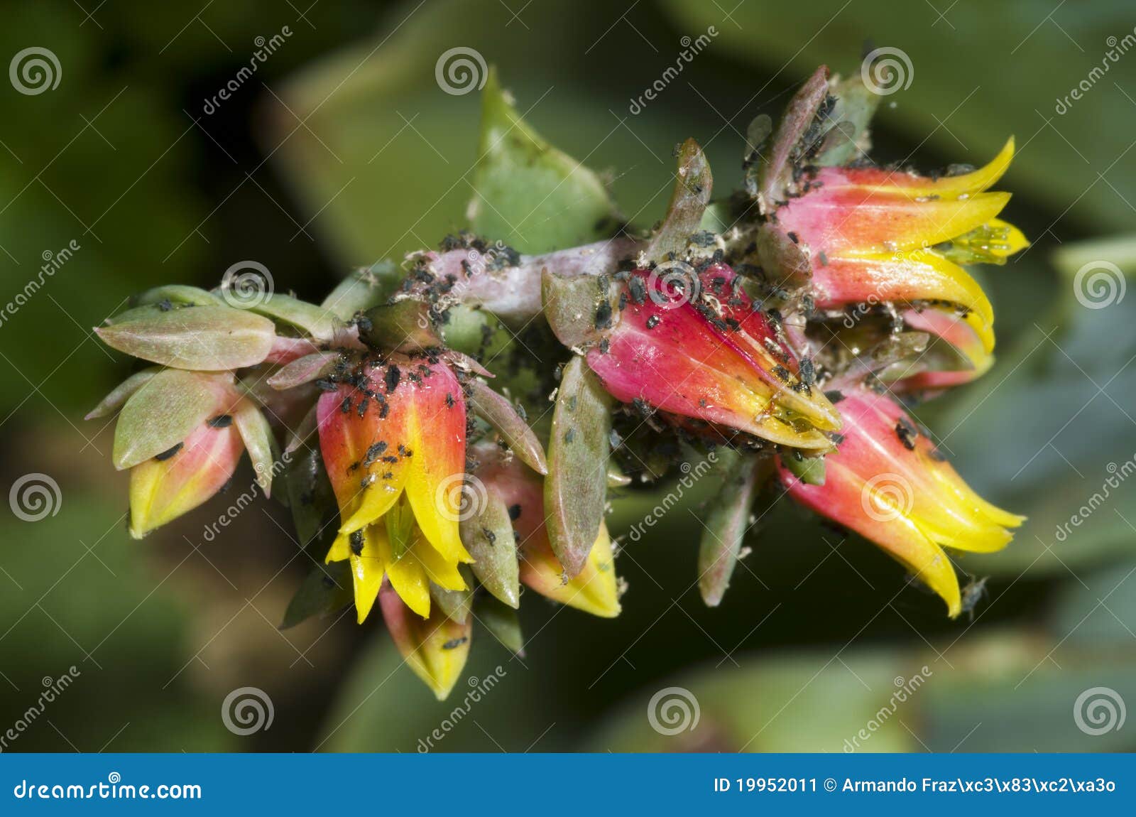 Plant lice infestation stock image. Image of pest, prejudicial - 19952011