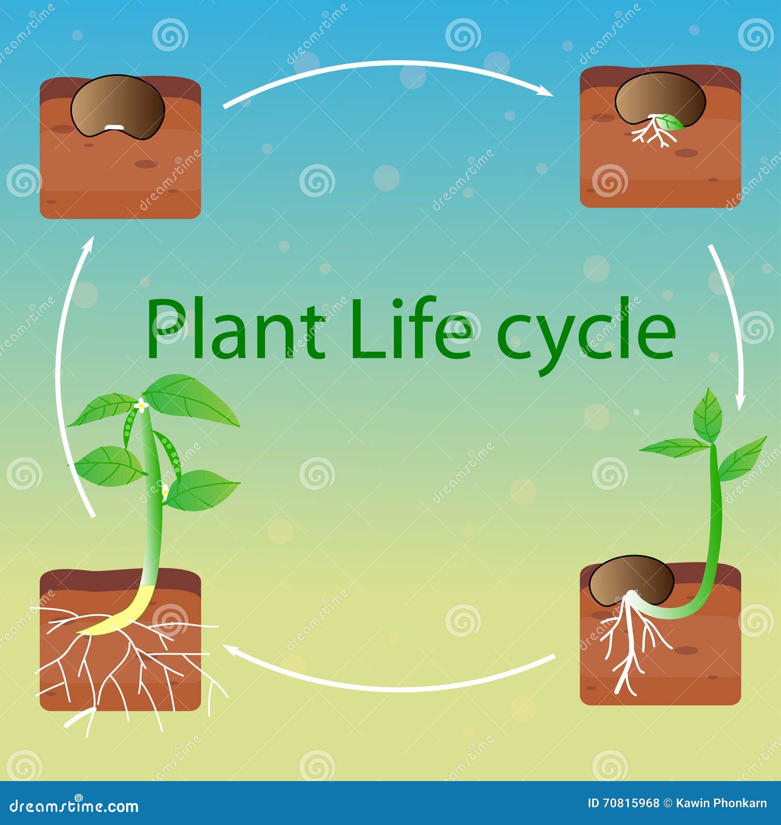 Plant life cycle vector stock vector. Illustration of natural - 70815968