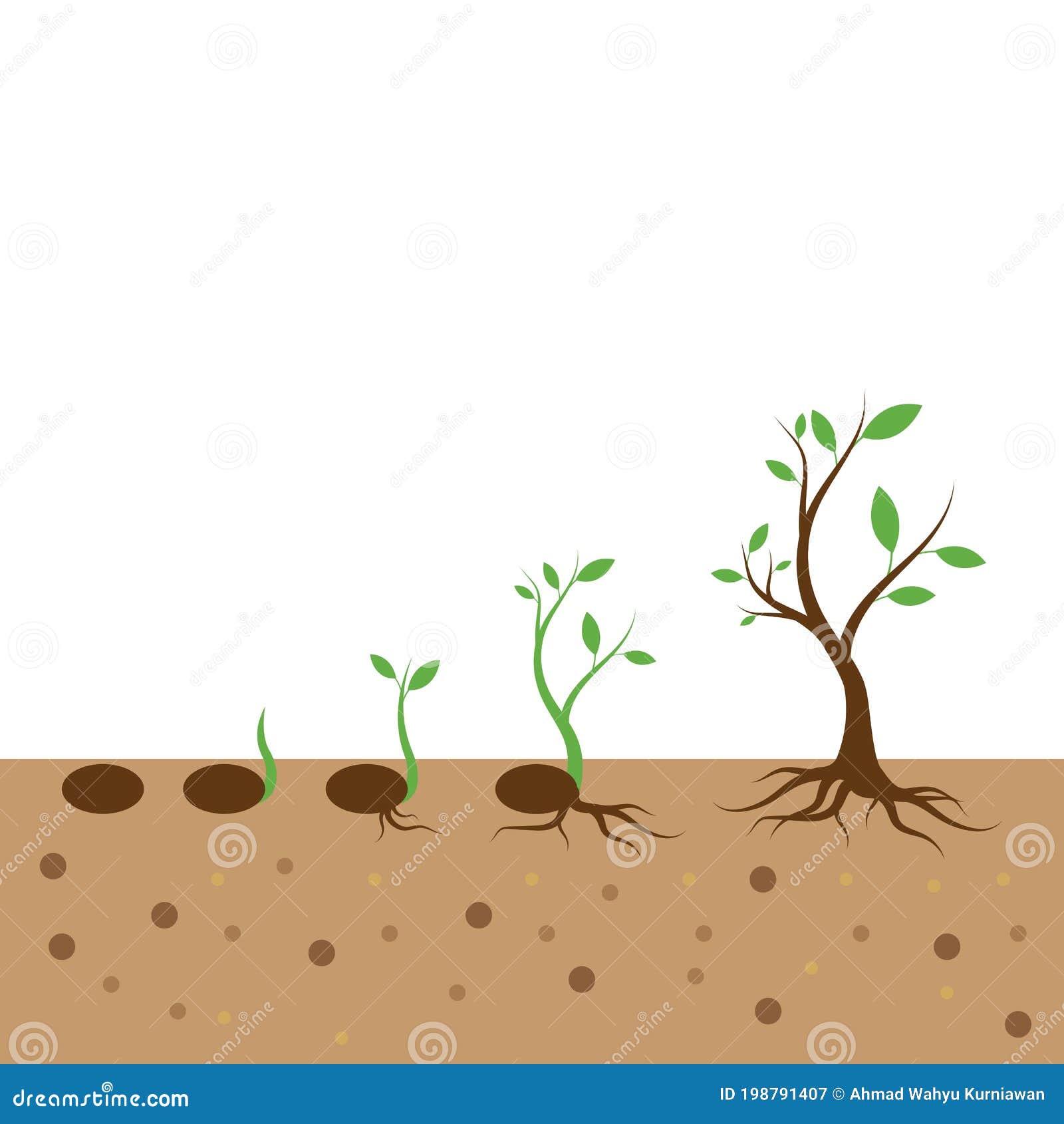 Life Process Of Golden Tree. Vector | CartoonDealer.com #14042889