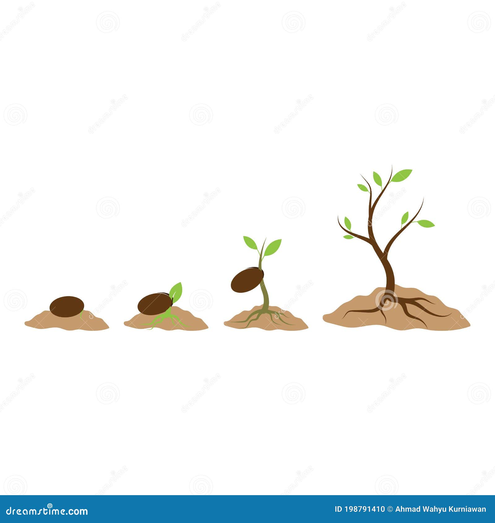 Life Process Of Golden Tree. Vector | CartoonDealer.com #14042889