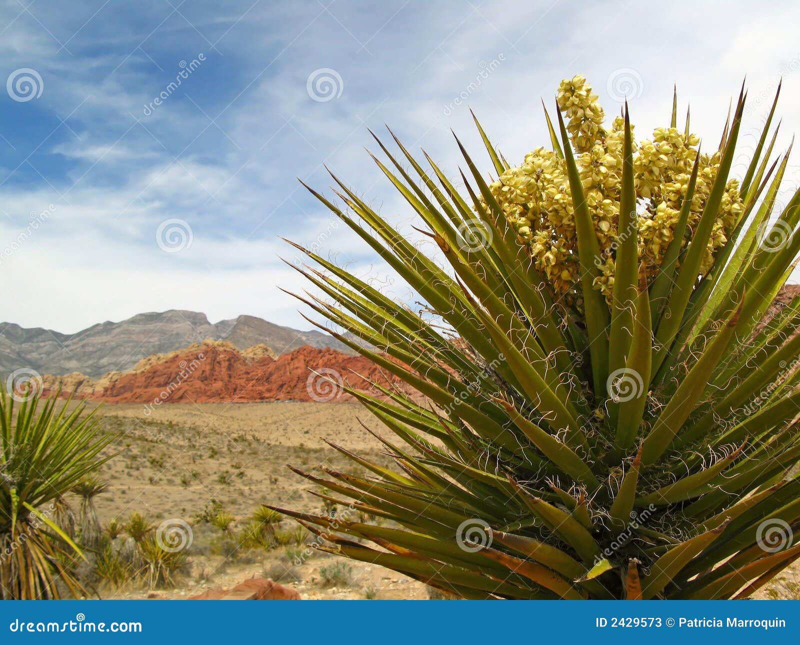 Plant Life at Red Rock Canyon Stock Image - Image of grow, vegas: 2429573