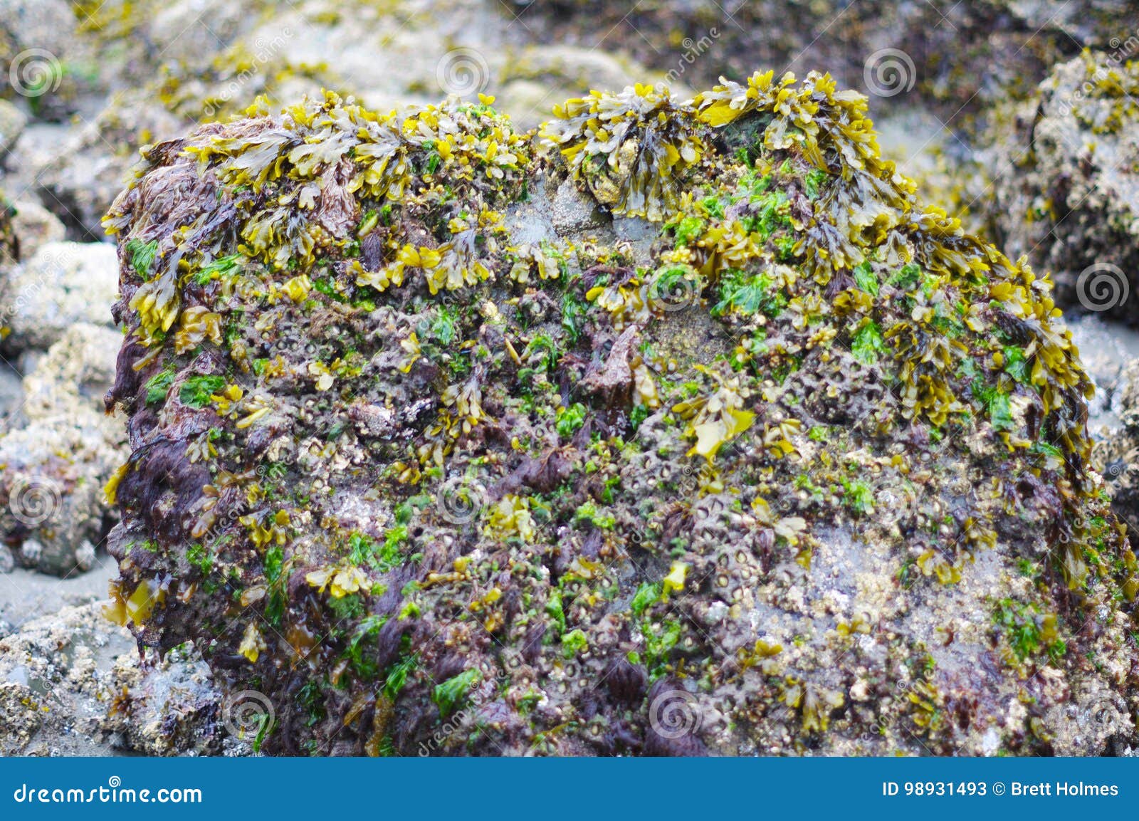 Plant Life on Rocks Near Pacific Ocean Stock Image - Image of green ...