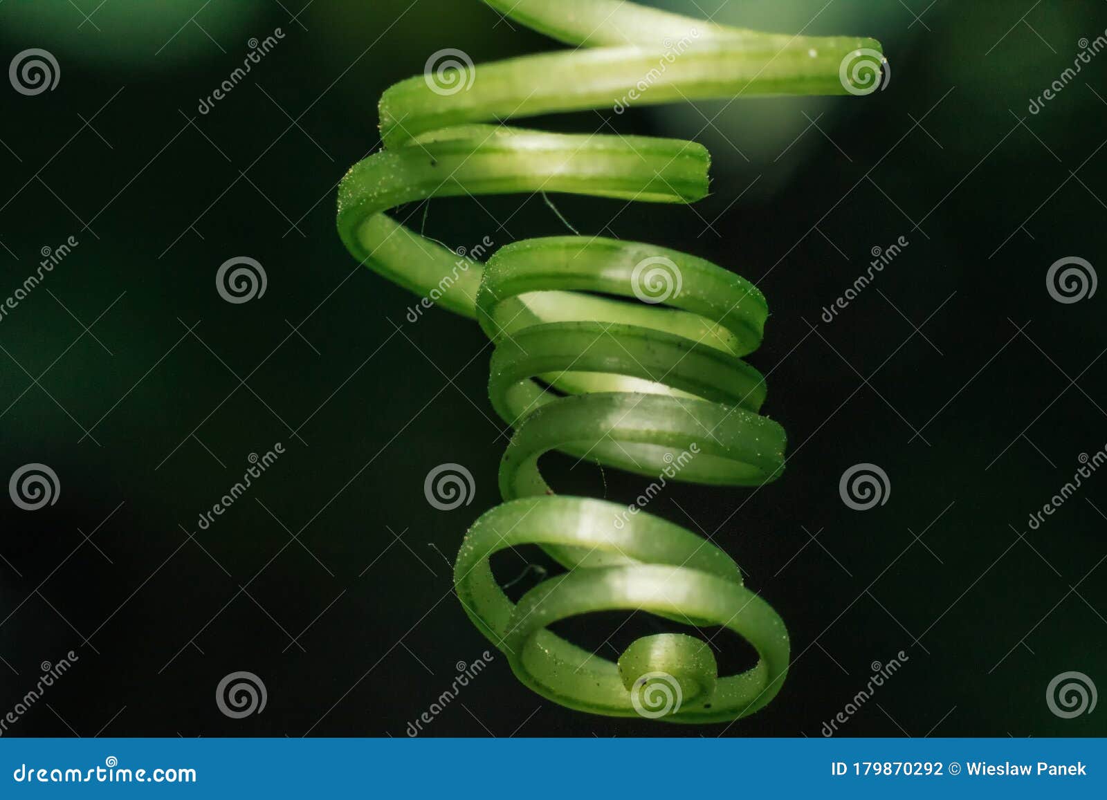 Plant like spring stock photo. Image of spring, nature - 179870292