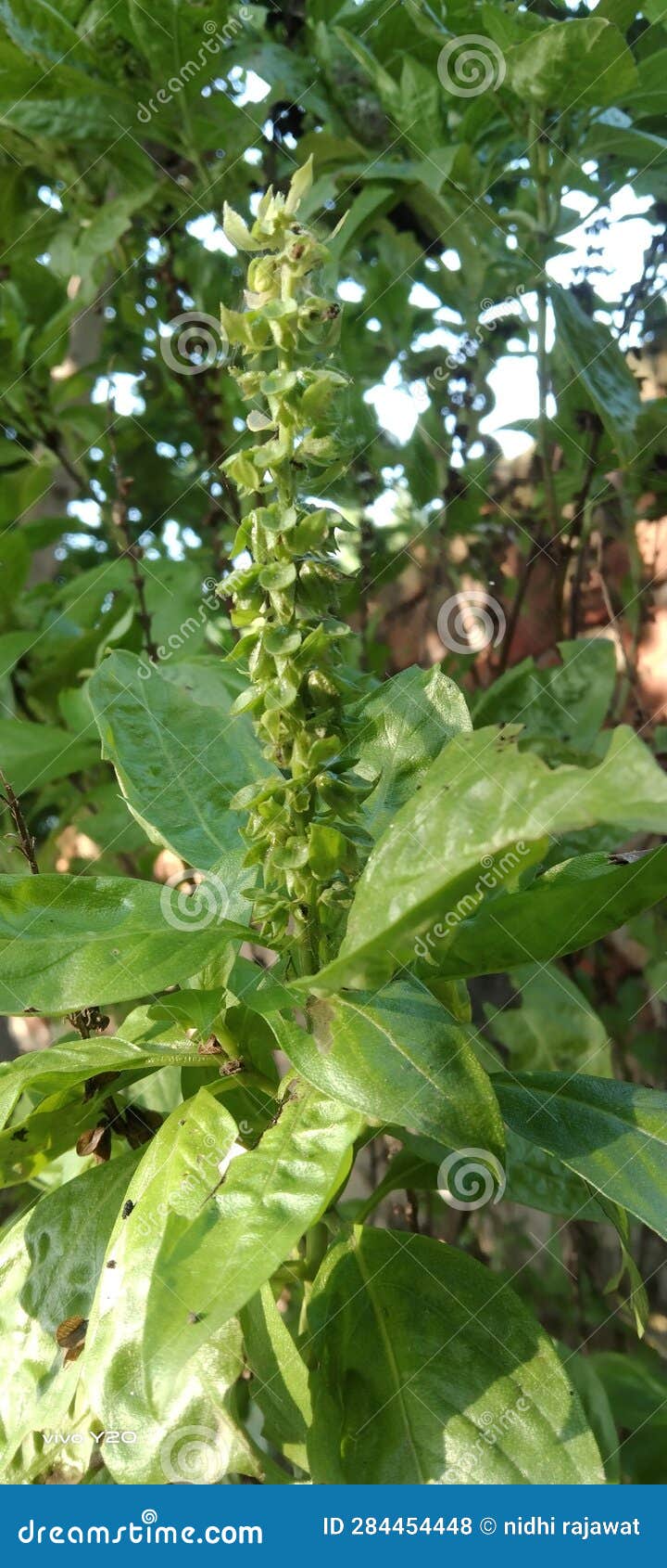 This Plant is Like Tulsi Plant but this is Marua Plant ???? Stock Photo ...