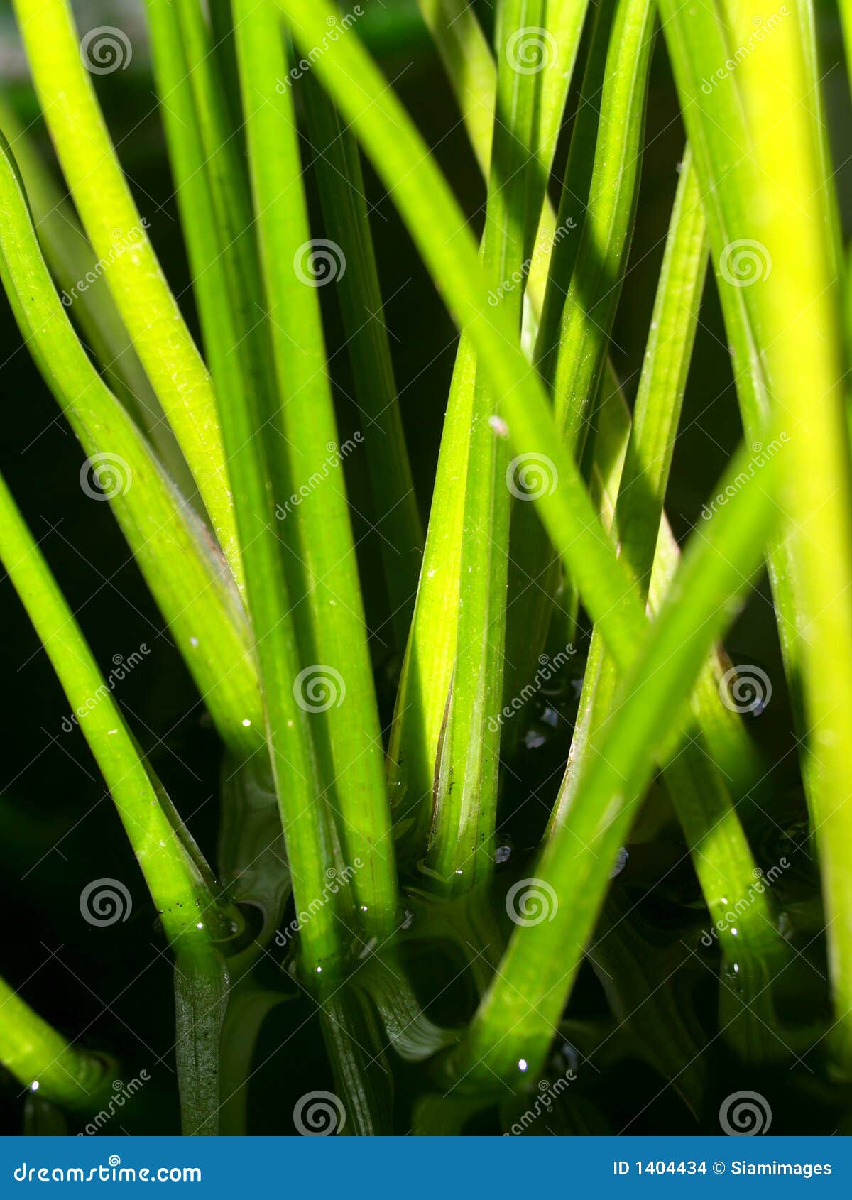 Plant line stock photo. Image of parallel, abstraction - 1404434
