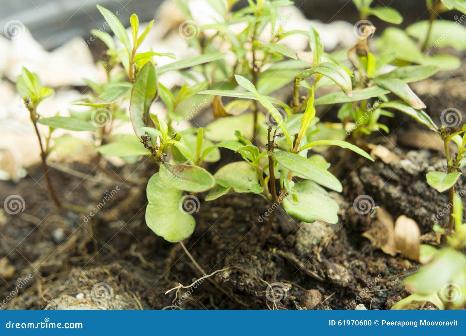 Plant Little Small Seed Grow Background Soil Concept Stock Photo ...