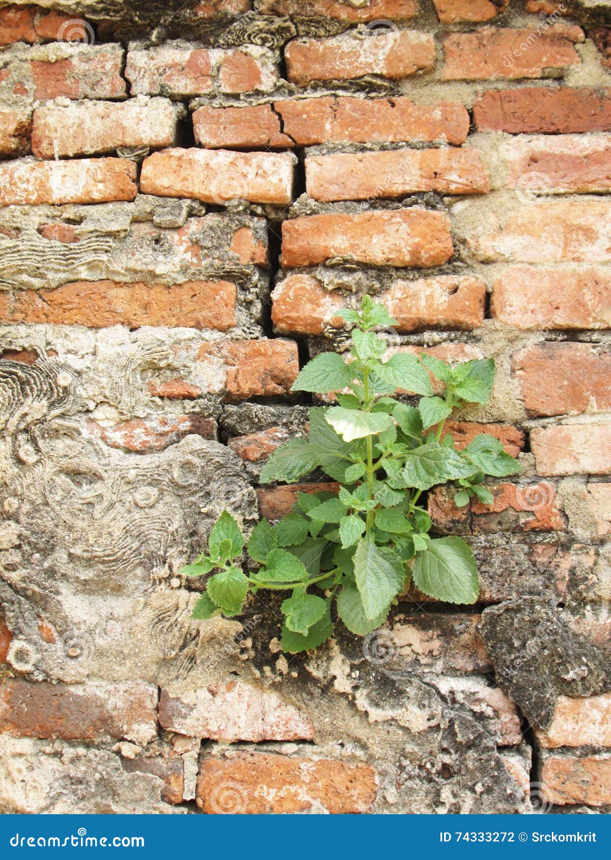Plant Little Tree on Old Red Bricks Wall Background Stock Photo - Image ...