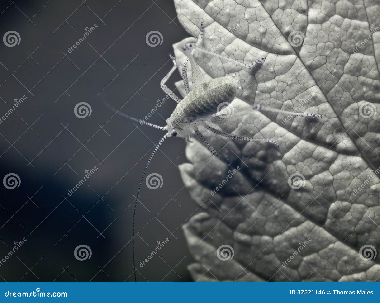 Plant louse macro stock photo. Image of clone, farm, aphididae - 32521146