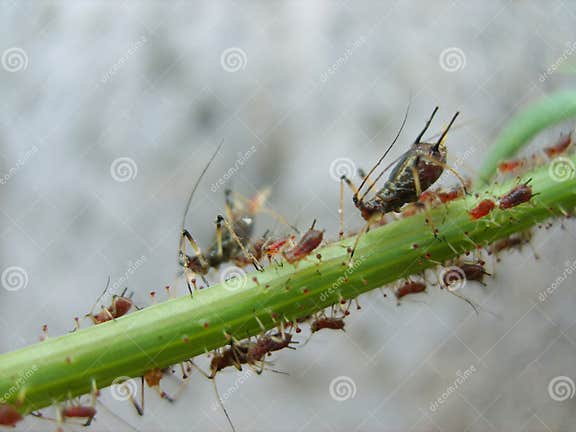 Plant louses stock image. Image of insect, animal, extermination - 26291929