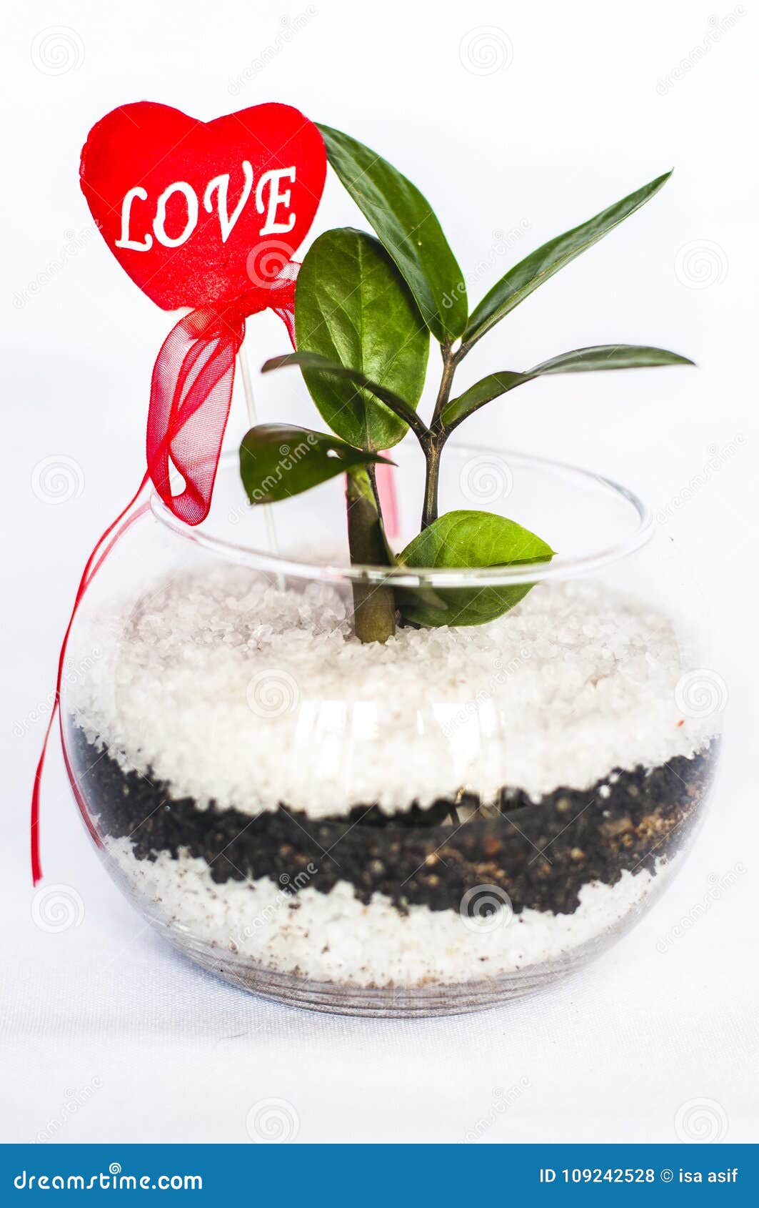 Plant love stock photo. Image of little, right, camera - 109242528