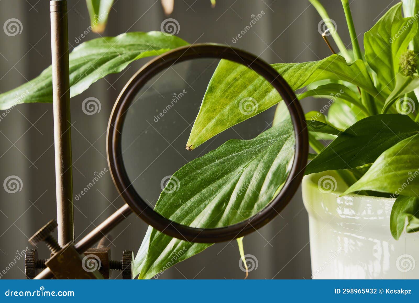 Plant and Magnifying Glass. Stock Photo - Image of magnifying, leaf ...