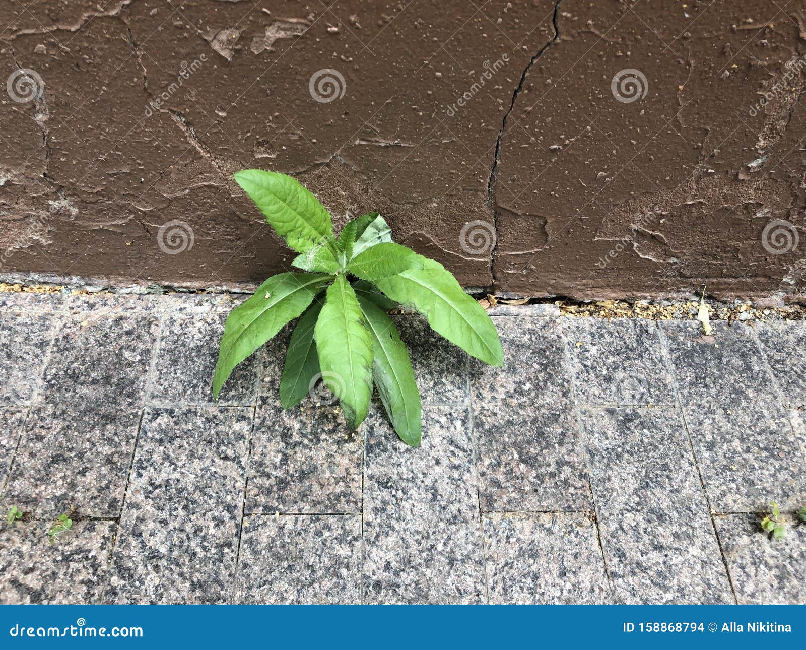 The Plant Makes Its Way through the Pavement. Stock Photo - Image of ...