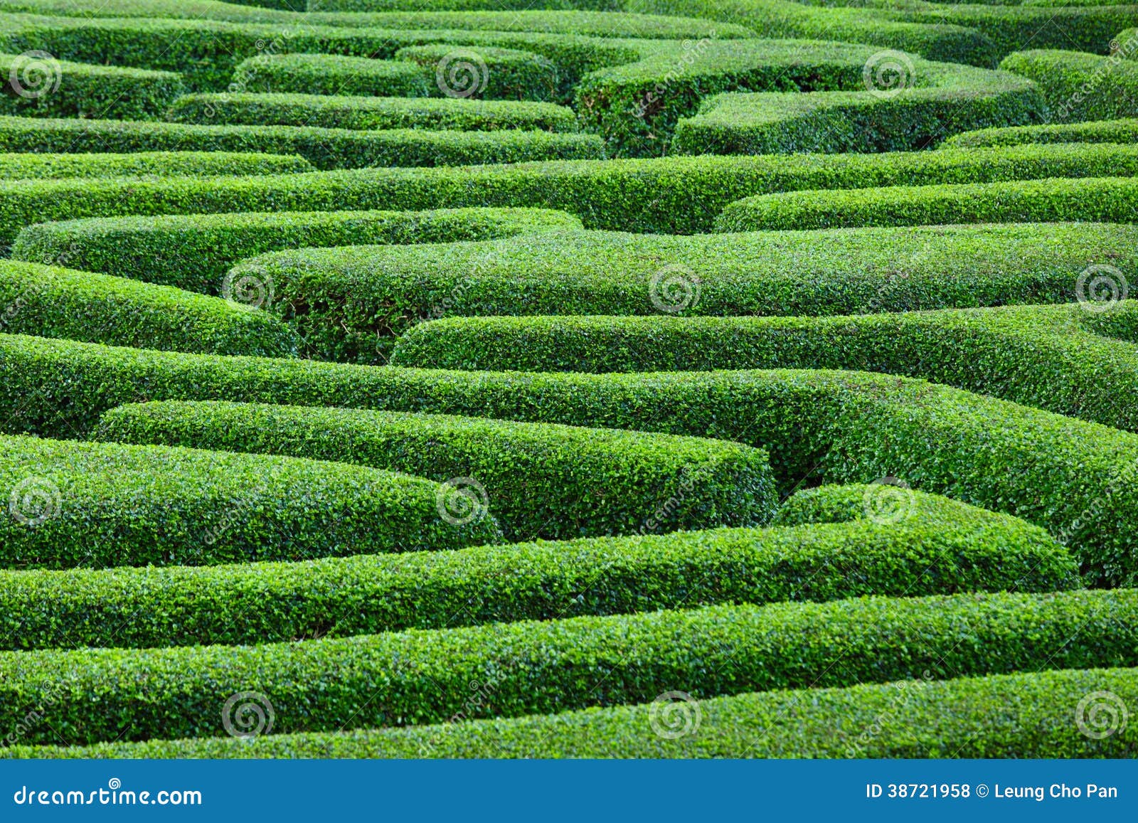 Plant maze stock photo. Image of exit, formal, footpath - 38721958