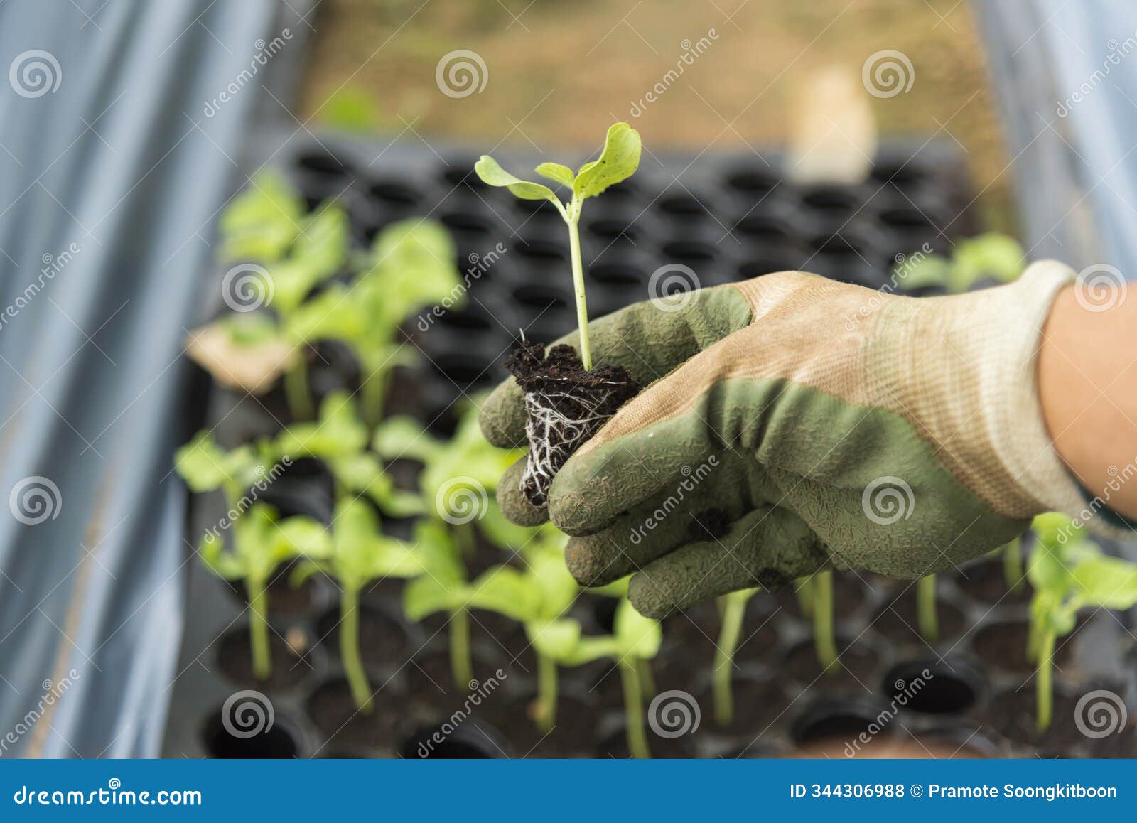 Plant the Melon Sapling in the Soil Stock Photo - Image of nurture ...