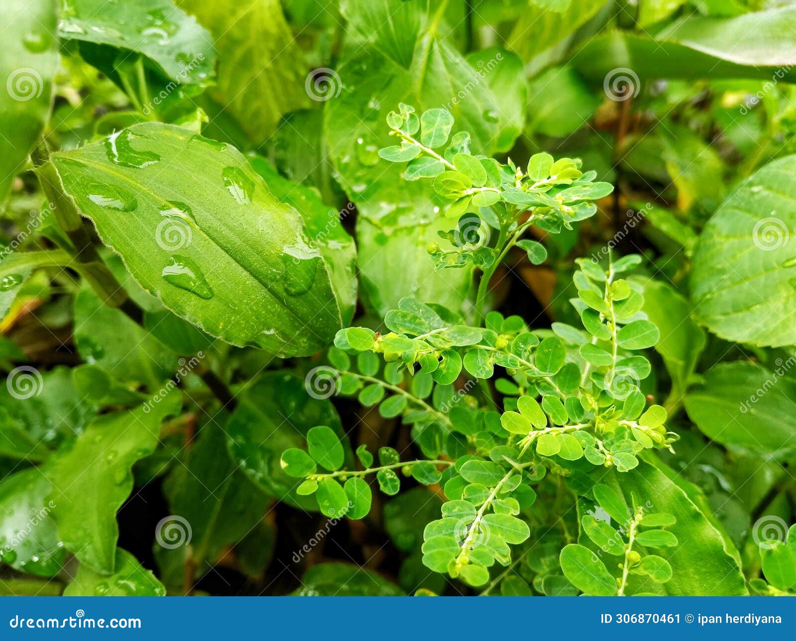 Plant Meniran Abstract Nature Backgrounds Stock Image - Image of ... Plant Meniran Abstract Nature Backgrounds Stock Image - Image of ...