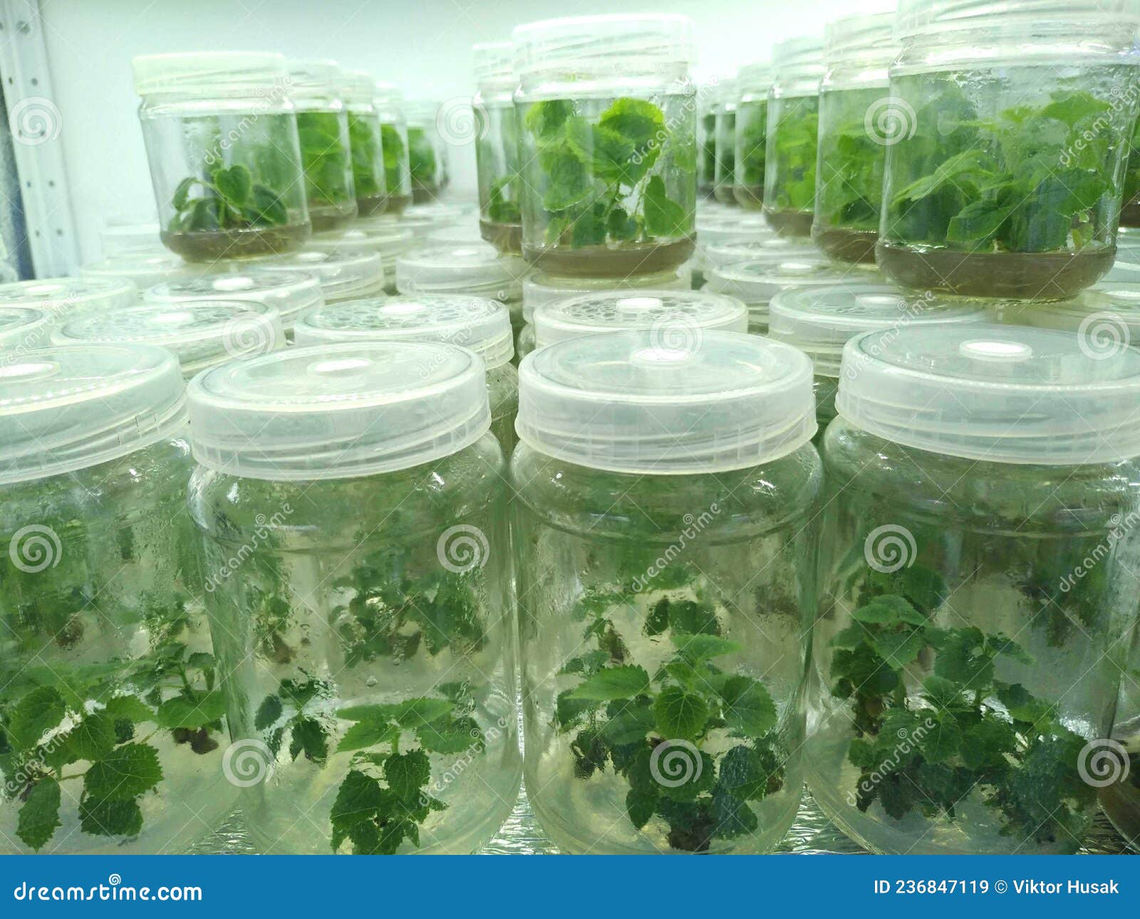 Plant Micropropagation in Laboratory in Vitro Stock Image - Image of ...