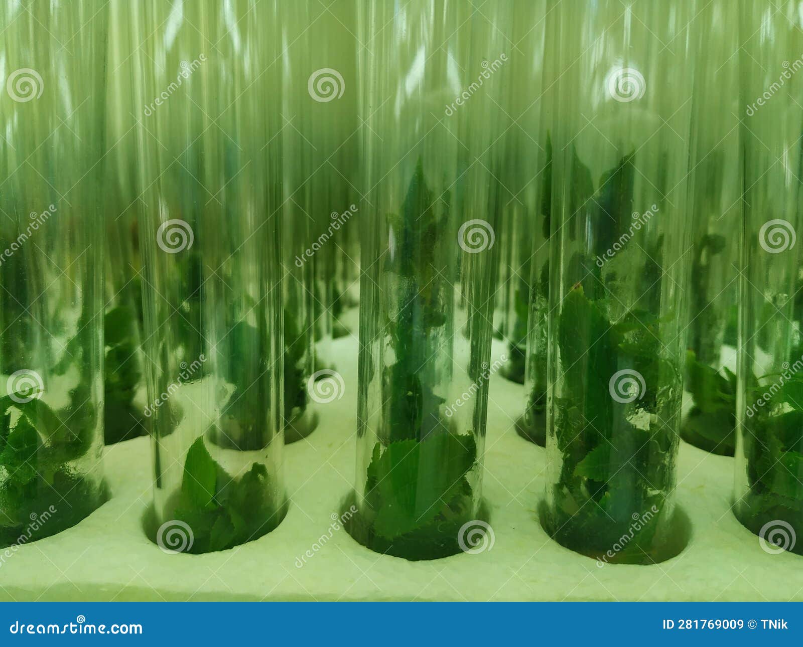 Plant Micropropagation, Plant in Vitro. Stock Image - Image of natural ...
