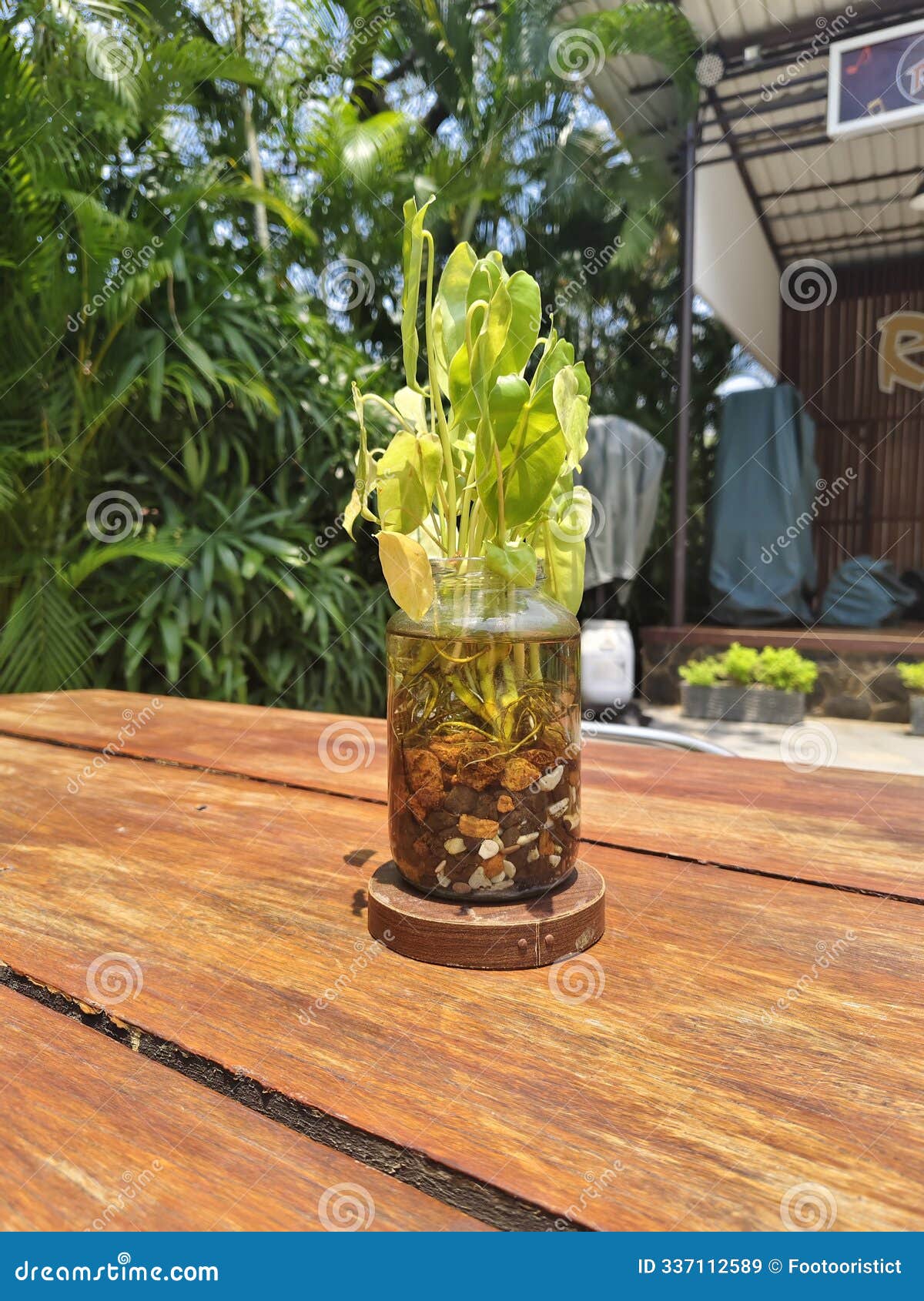 A Plant in the Middle of an Aesthetic Small Glass Pot Stock Image ...