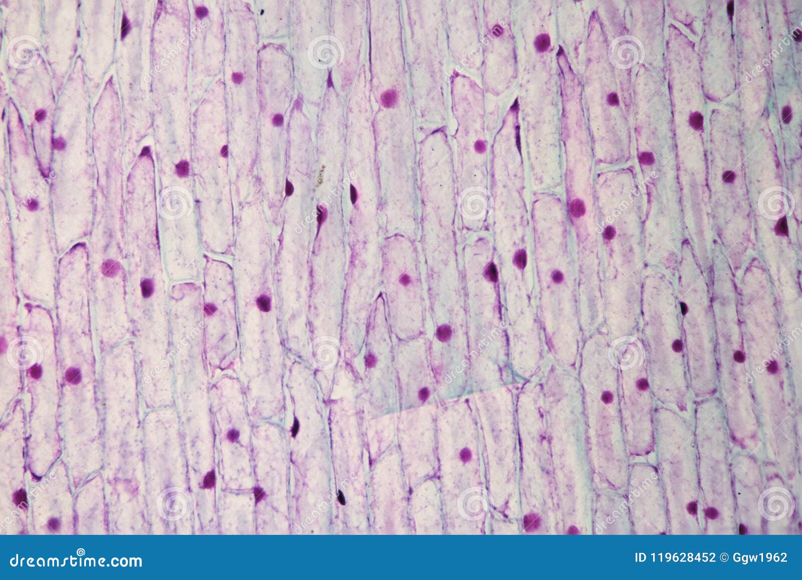 Plant mitochondria stock photo. Image of energy, research - 119628452