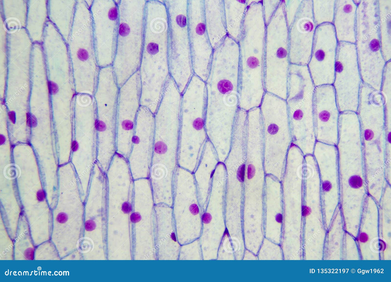 Plant Cell Mitochondria Microscope