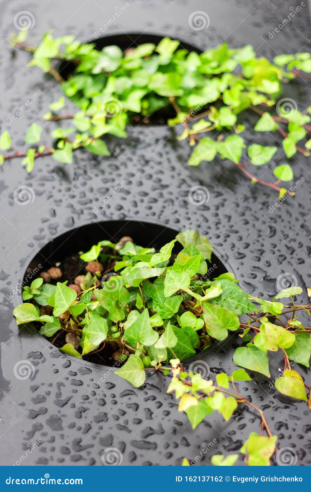 Plant Moisture Background Green Textured Pattern Surface Drop Water ...