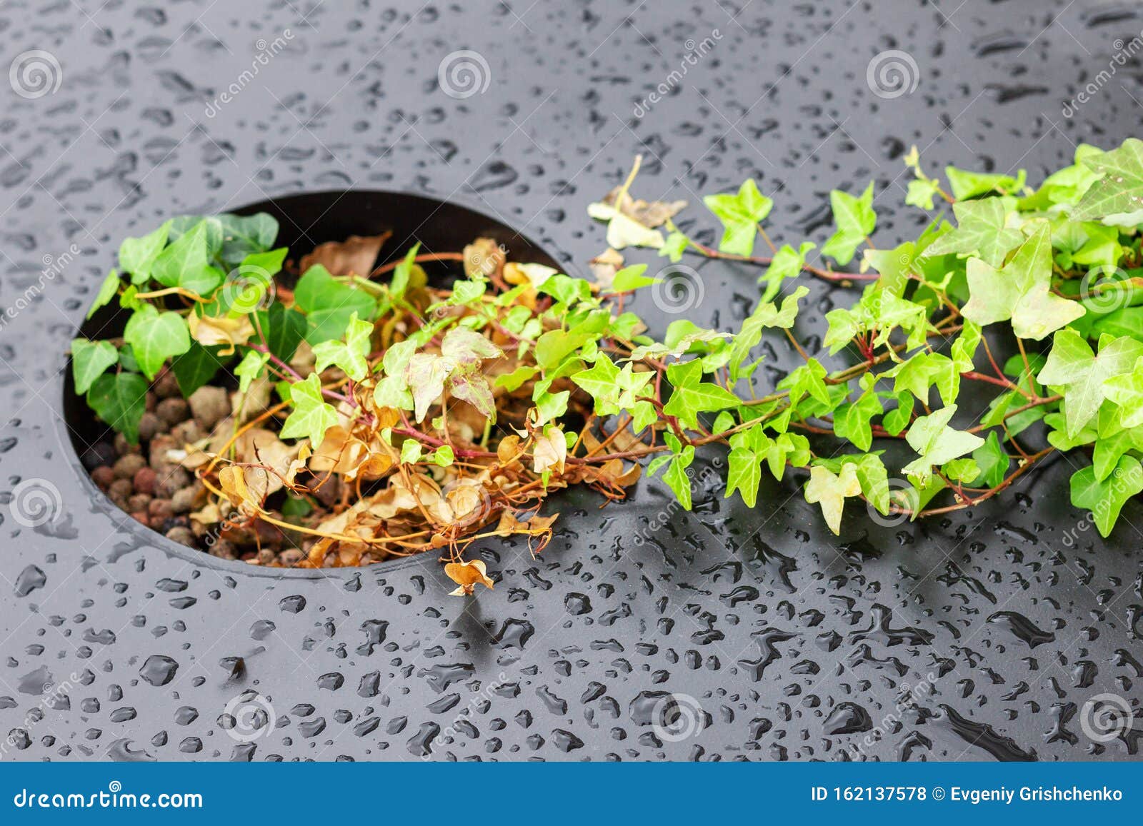 Plant Moisture Background Green Textured Pattern Surface Drop Water ...