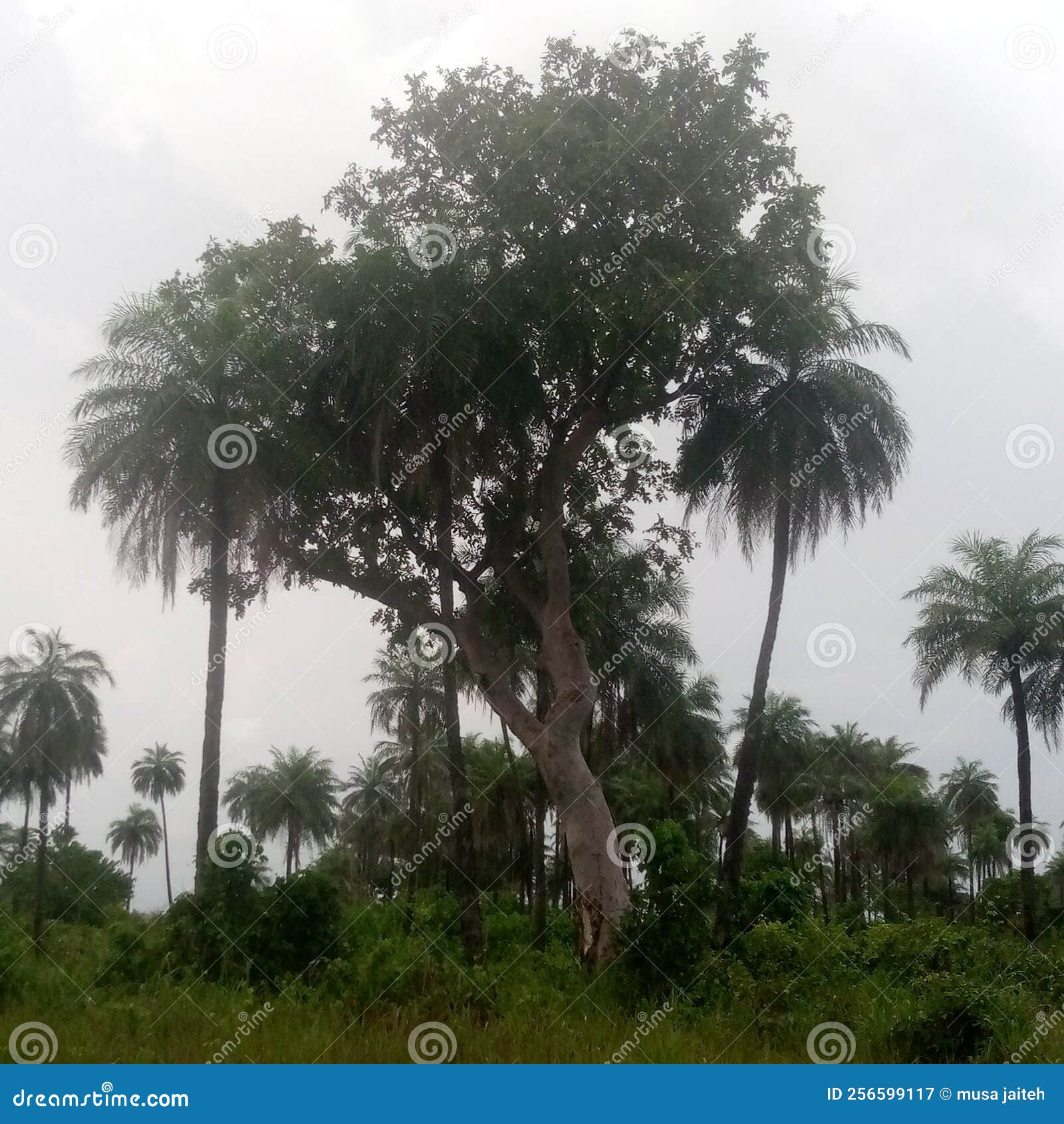 Plant More Indigenous Trees Stock Image - Image of leaf, vegetation ...