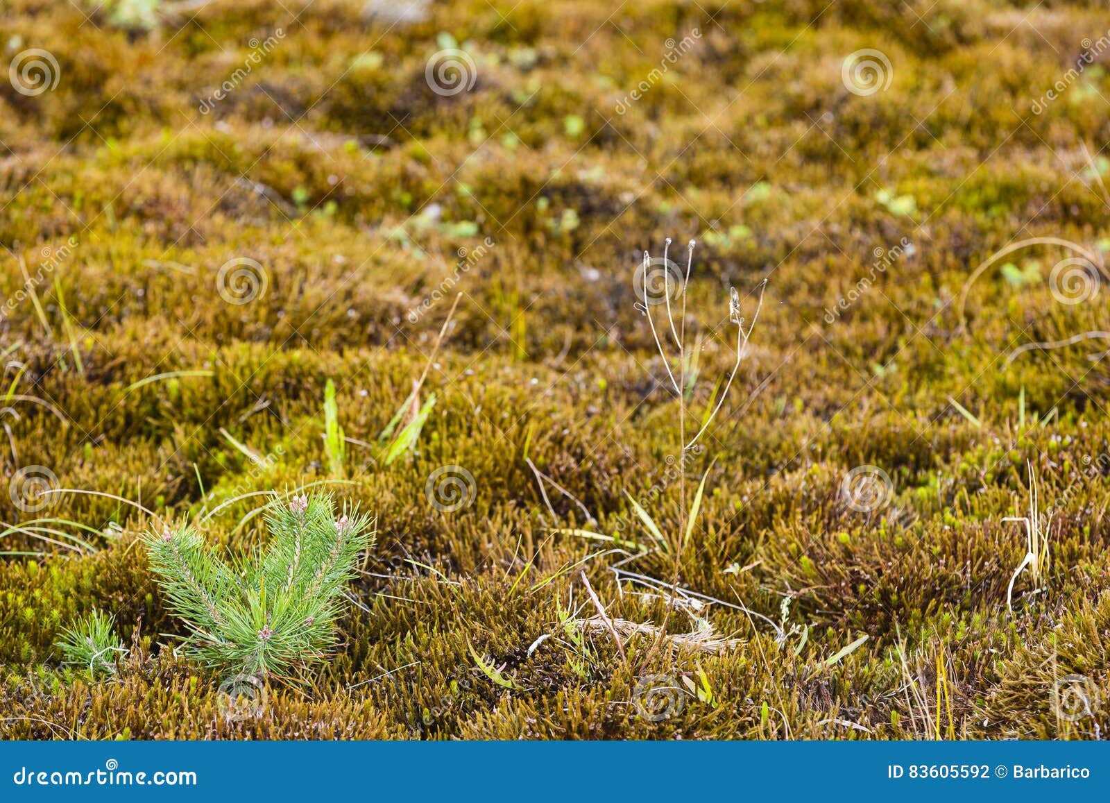 Plant in Moss and Grass Field Stock Photo - Image of frontier, field ...