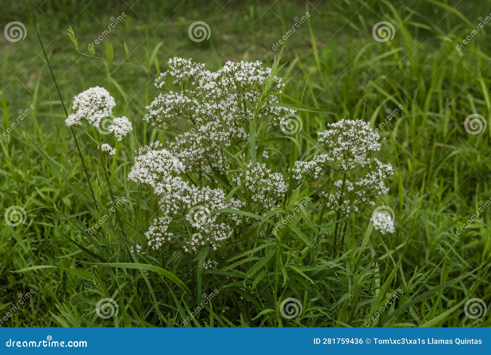 A Nice Bunch of Wild Flowers Growing Amongst Stock Photo - Image of ...