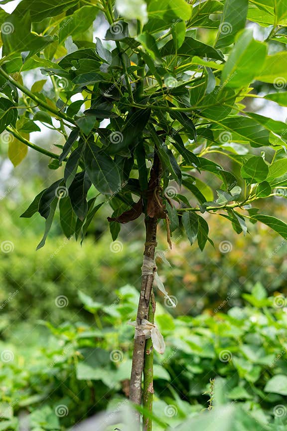 Genetic avocado tree plant stock image. Image of tree - 268518467
