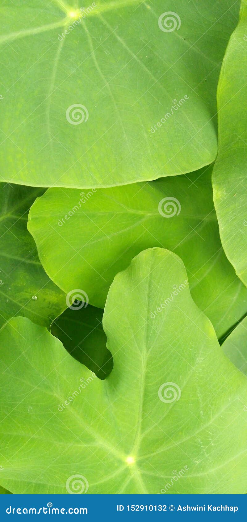 Plant stock photo. Image of nachear, lovely, tree, forest - 152910132