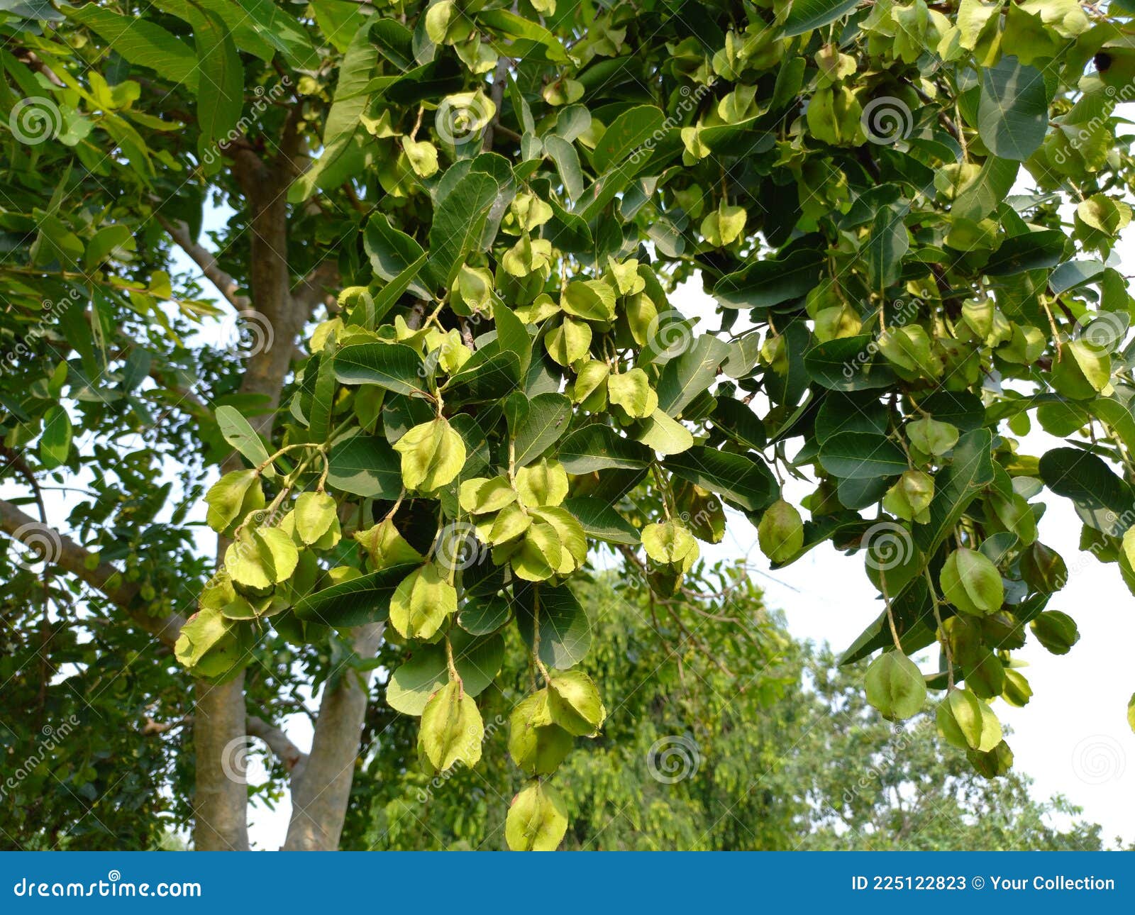 Plant name is arjuna stock image. Image of chhal, gach - 225122823