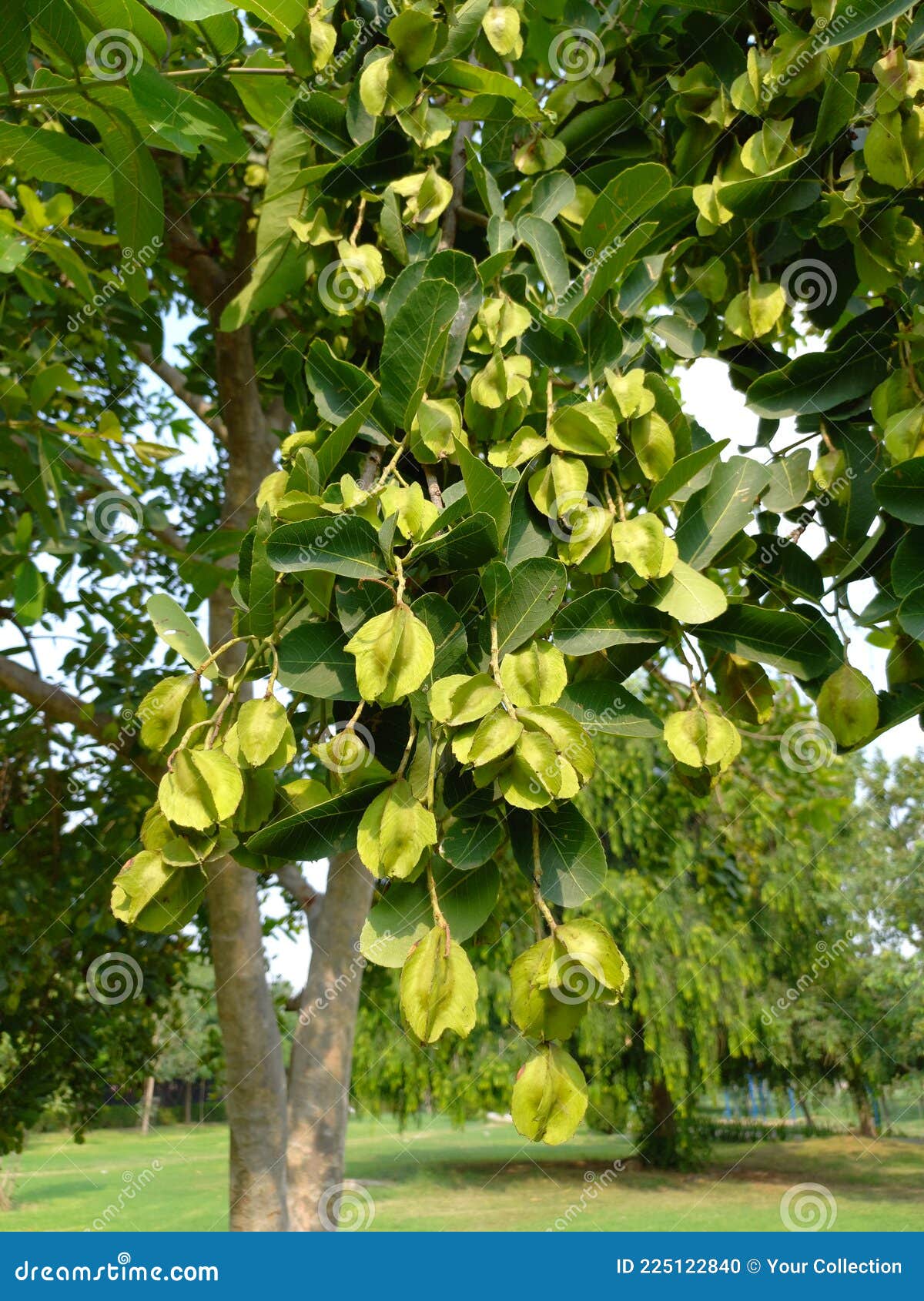 Plant Name Is Balam Kheera Royalty-Free Stock Image | CartoonDealer.com ...