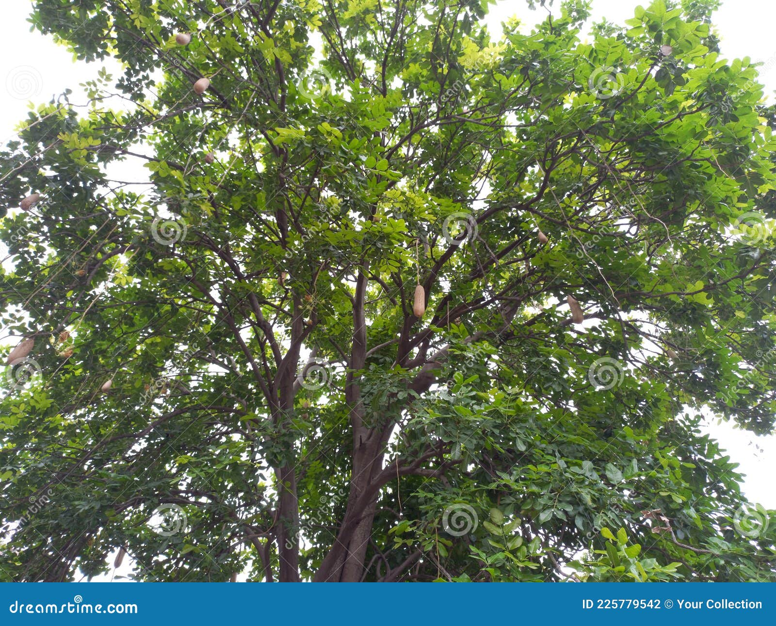 Plant name is balam kheera stock photo. Image of jacaranda - 225779542