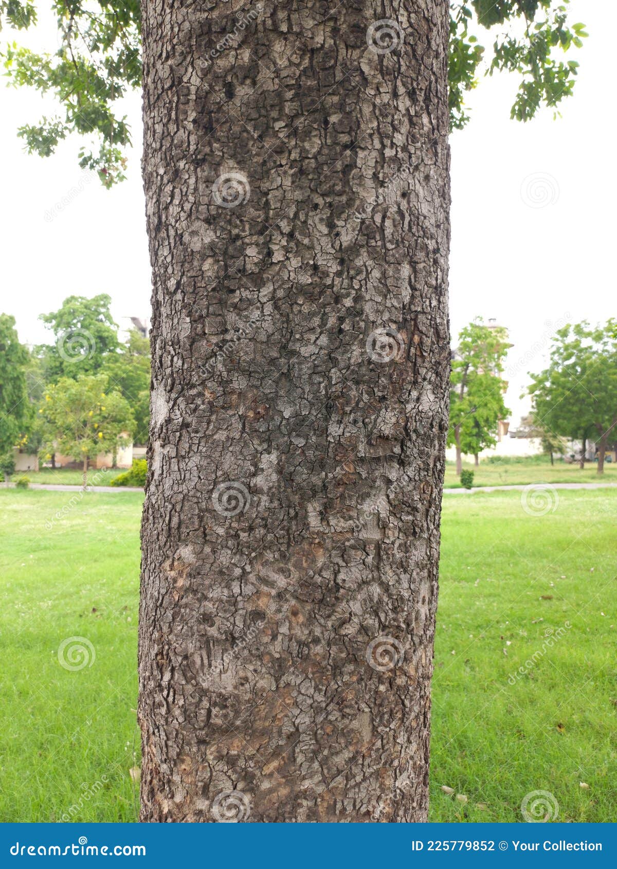 Plant name is balam kheera stock photo. Image of enuga - 225779852