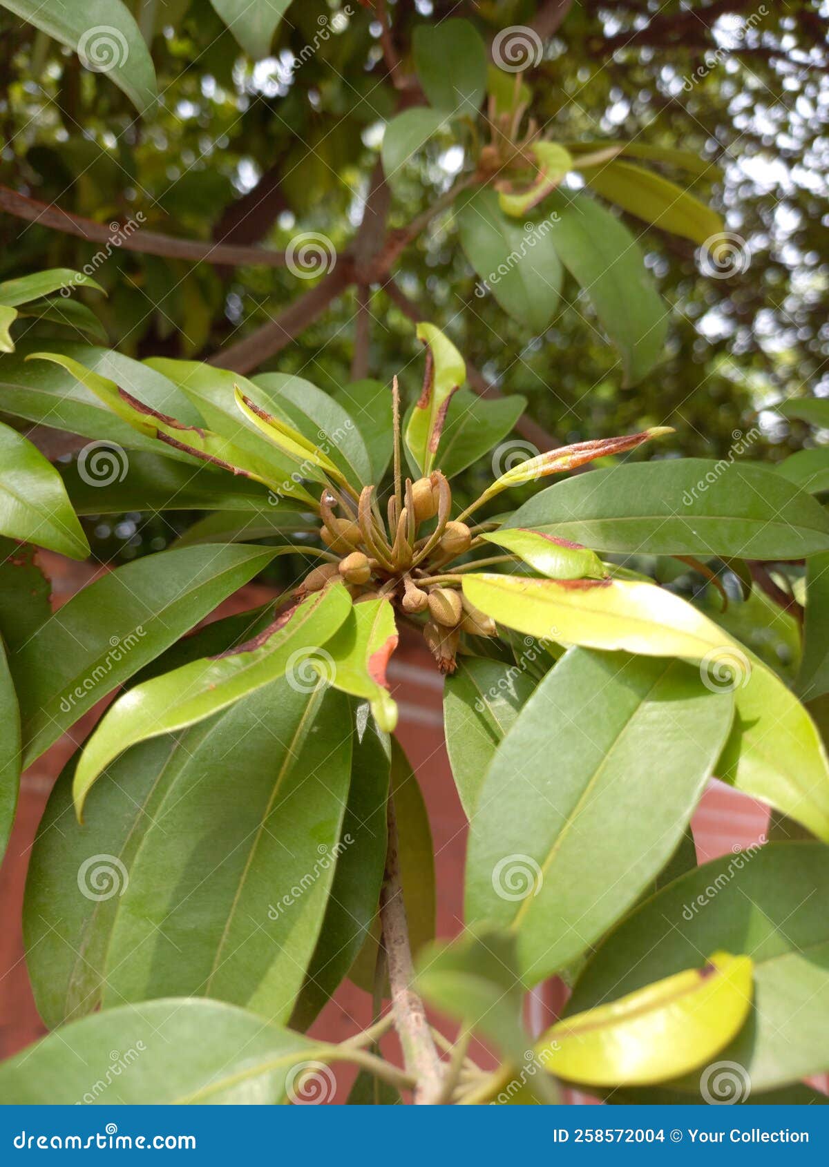 Chikku plant stock photo. Image of evergreen, wildflower - 258572004