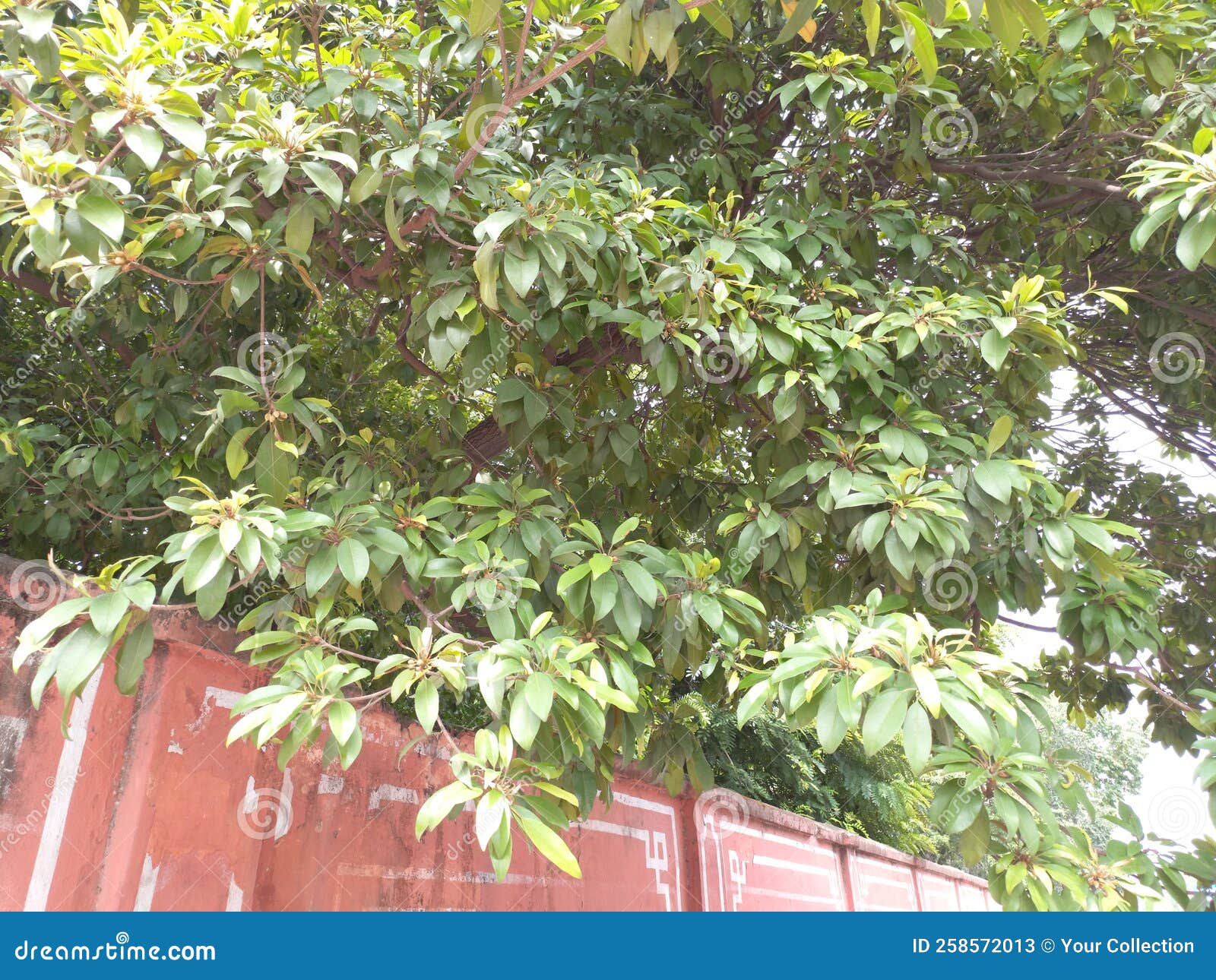 Chikku plant stock image. Image of evergreen, berry - 258572013