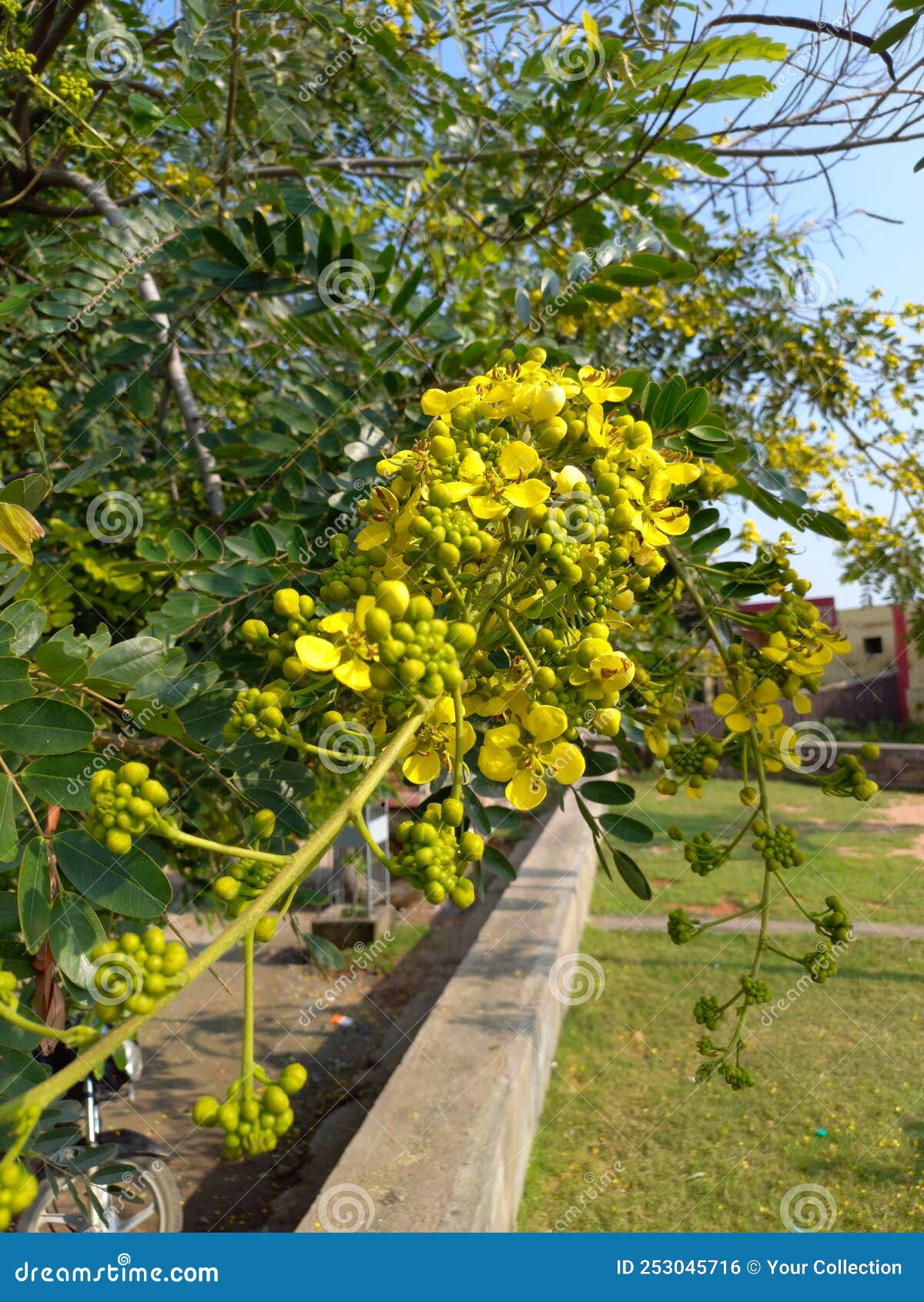 Kassod plant stock photo. Image of branch, plant, manjakonna - 253045716