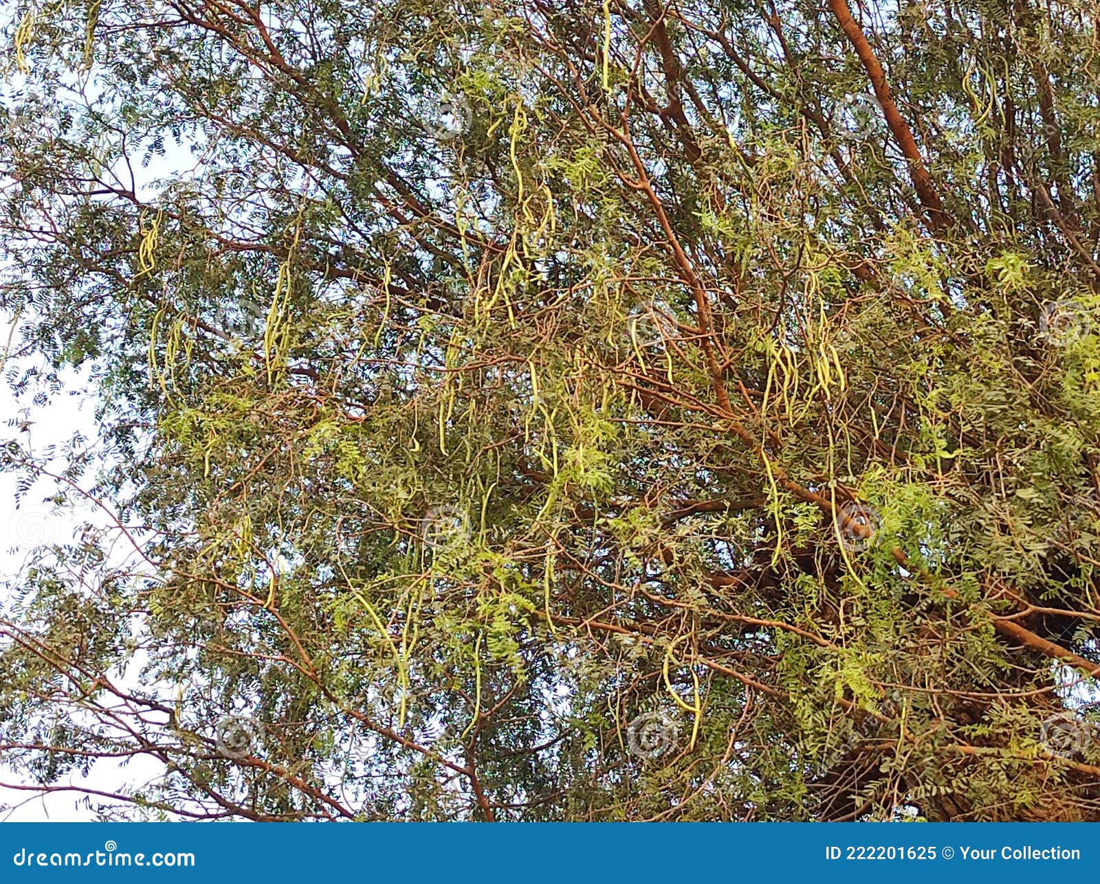 Plant Name Is Balam Kheera Royalty-Free Stock Image | CartoonDealer.com ...