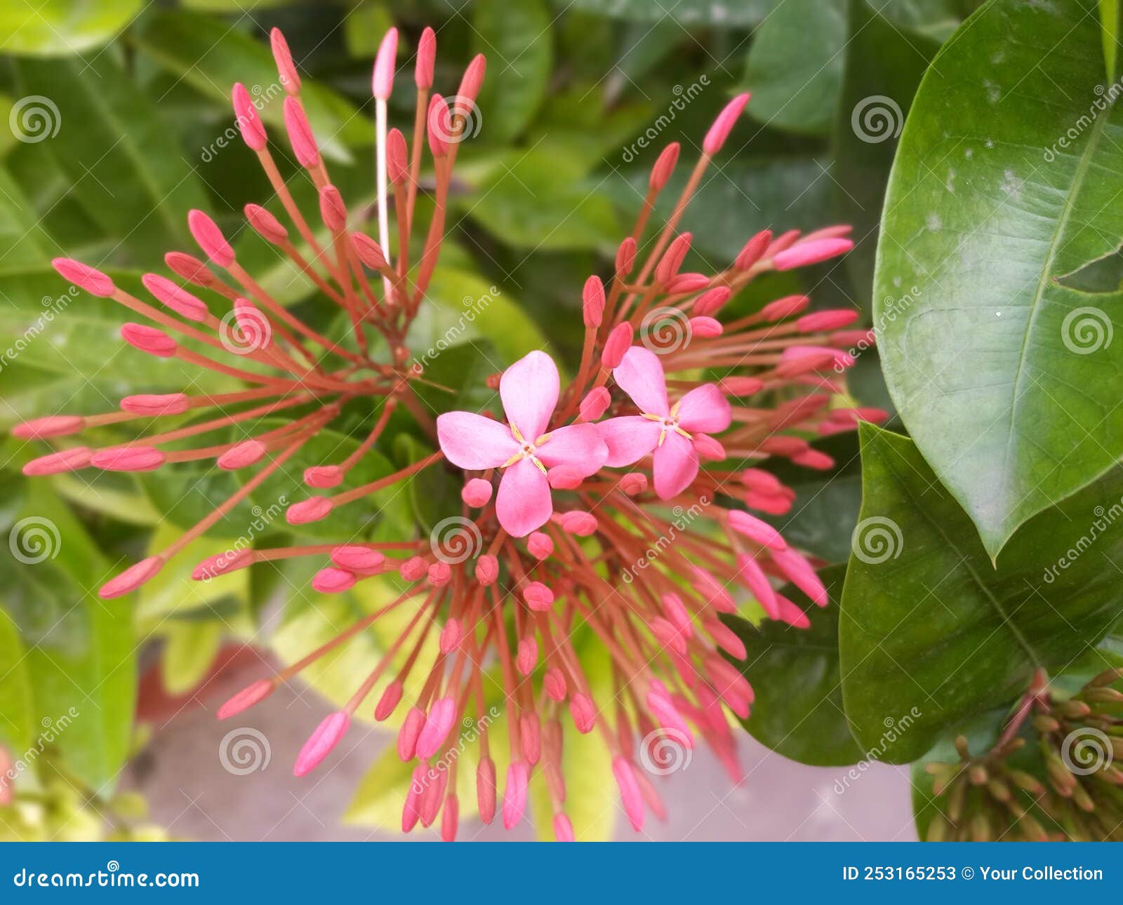 Lxora plant stock image. Image of produce, branch, ixora - 253165253