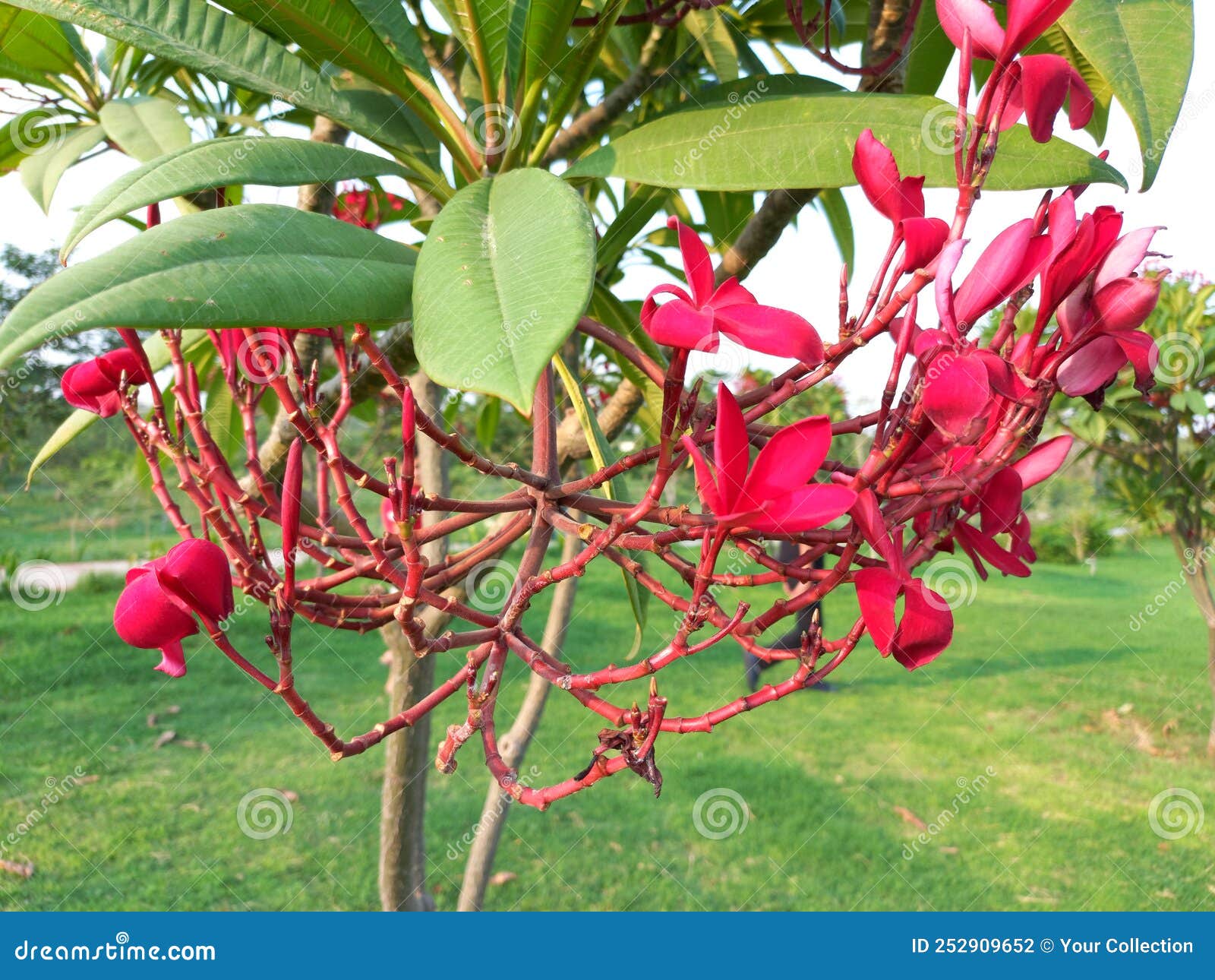 Red champa, stock photo. Image of autumn, champa, dalama - 252909652