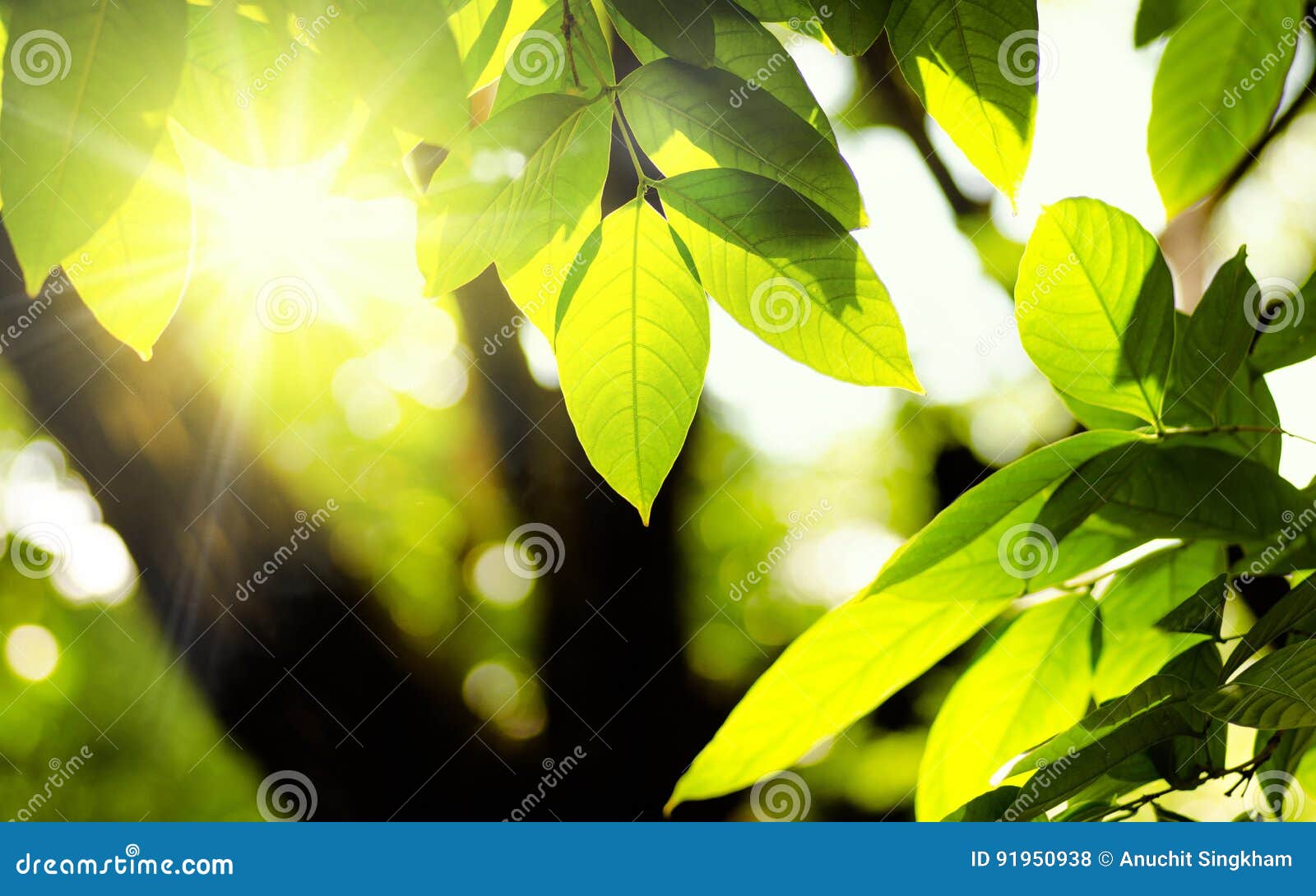 Plant and Natural Green Environment with Sunlight Stock Photo - Image ...