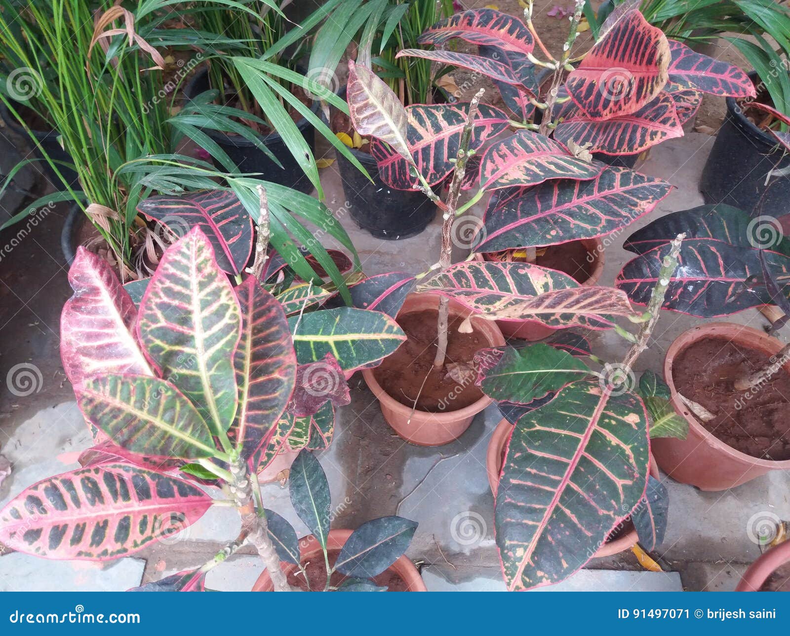 Plant stock image. Image of karotan, beautiful, nice - 91497071