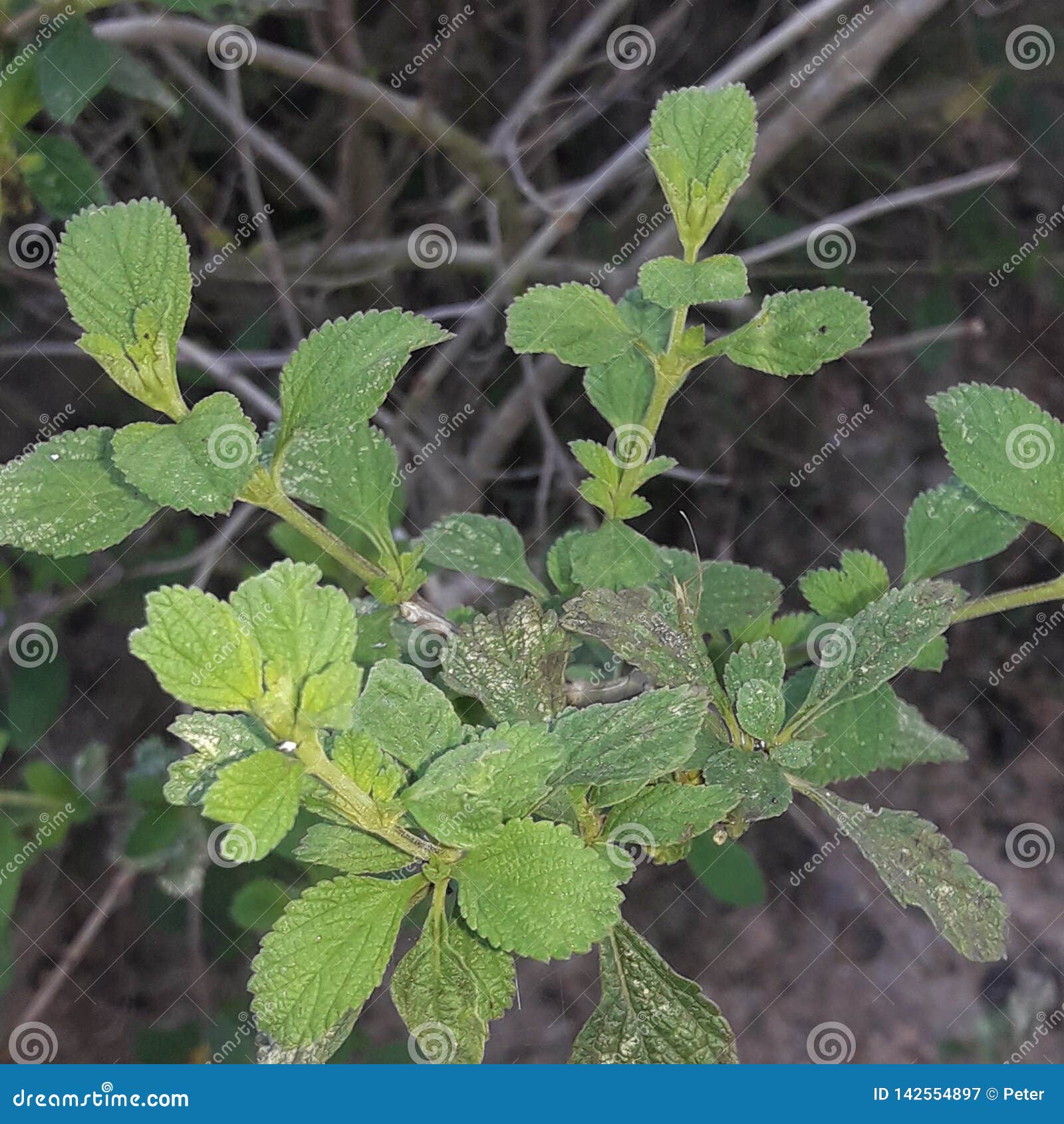 Mint tree stock image. Image of mint, nature, life, tree - 142554897